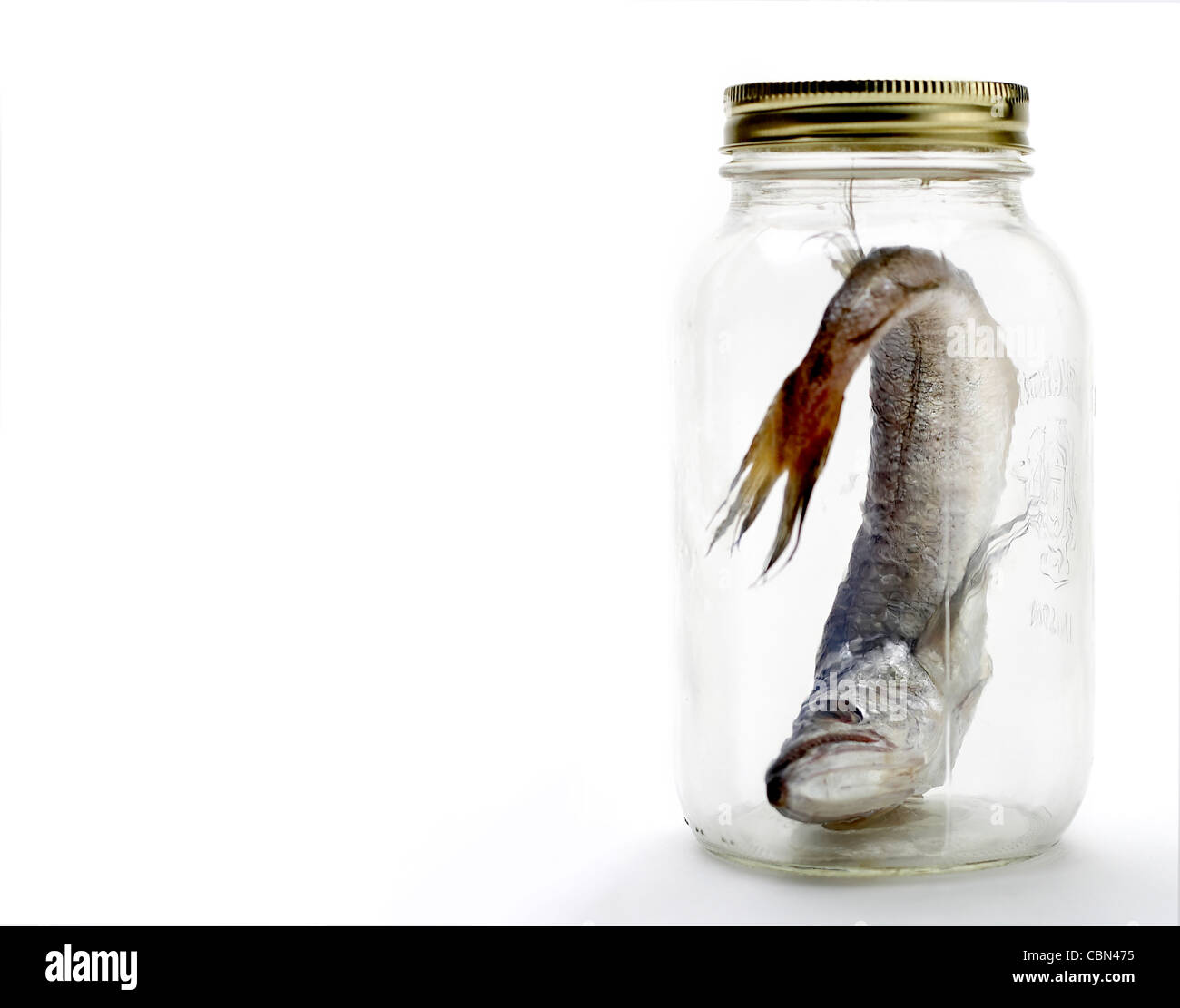 Fish in a glass jar on white Stock Photo - Alamy