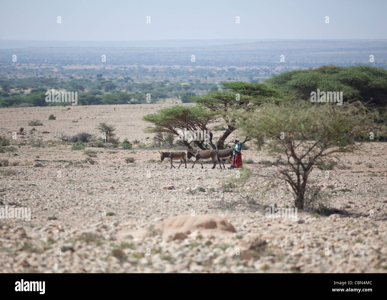 Black Woman Walking Three mules Amid Rocky Landscape With Few Trees ...