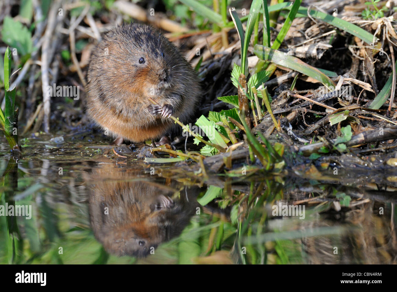 Holding water vole hi-res stock photography and images - Alamy