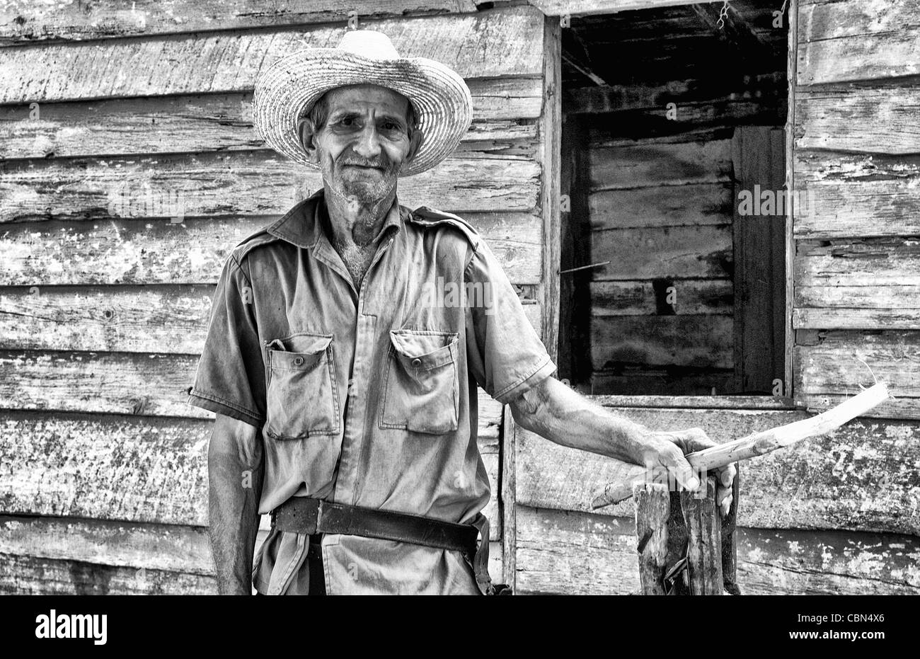 Old farmer man cutting sugar cane in front of old green house near ...