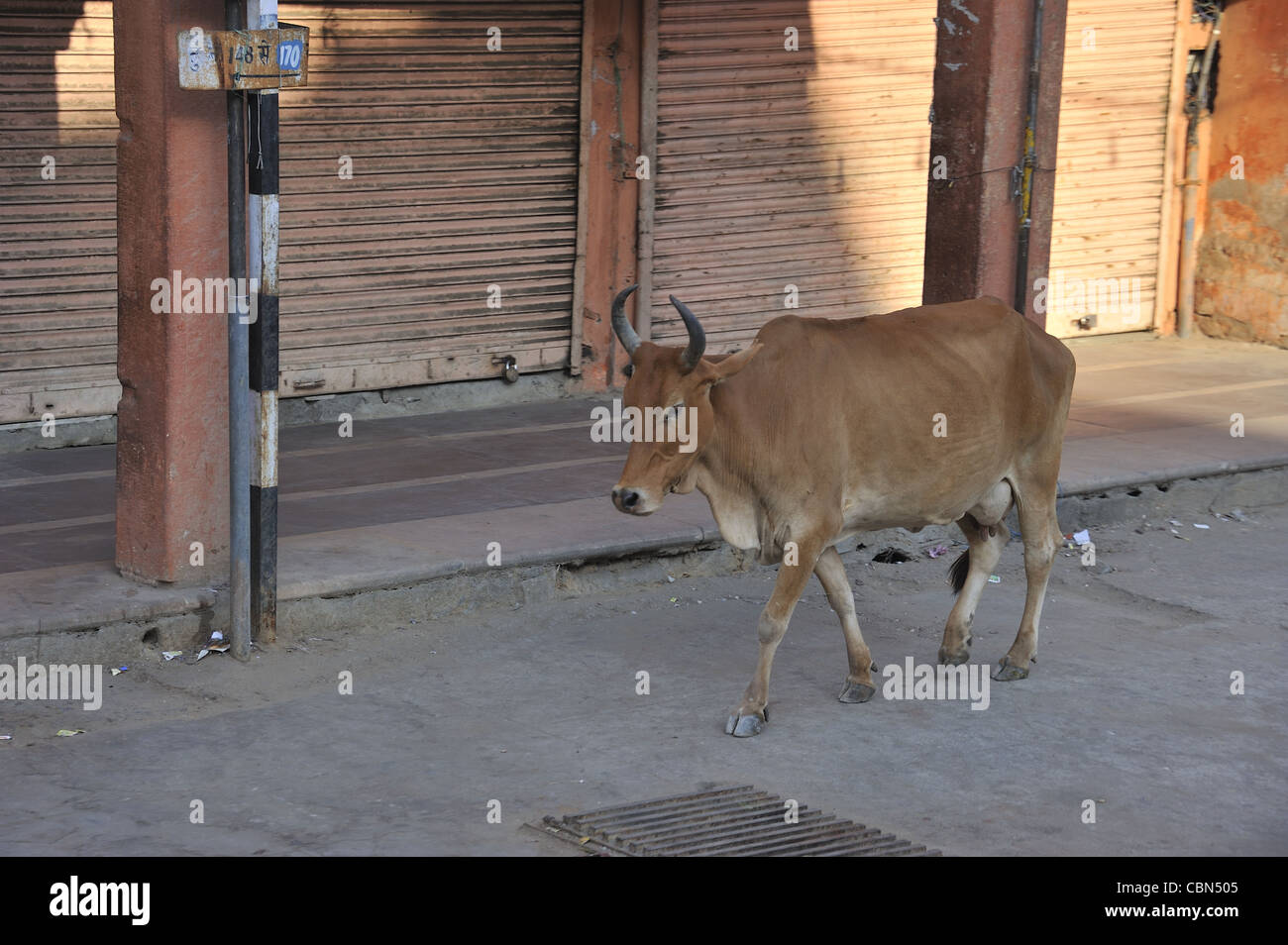 Holy cow in street hi-res stock photography and images - Alamy