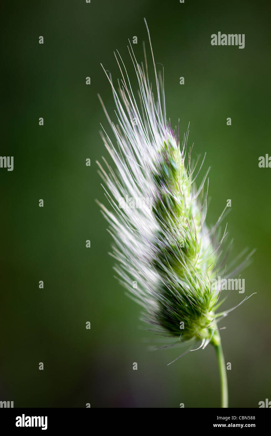 spikes of grass field in a sunny spring day Stock Photo - Alamy