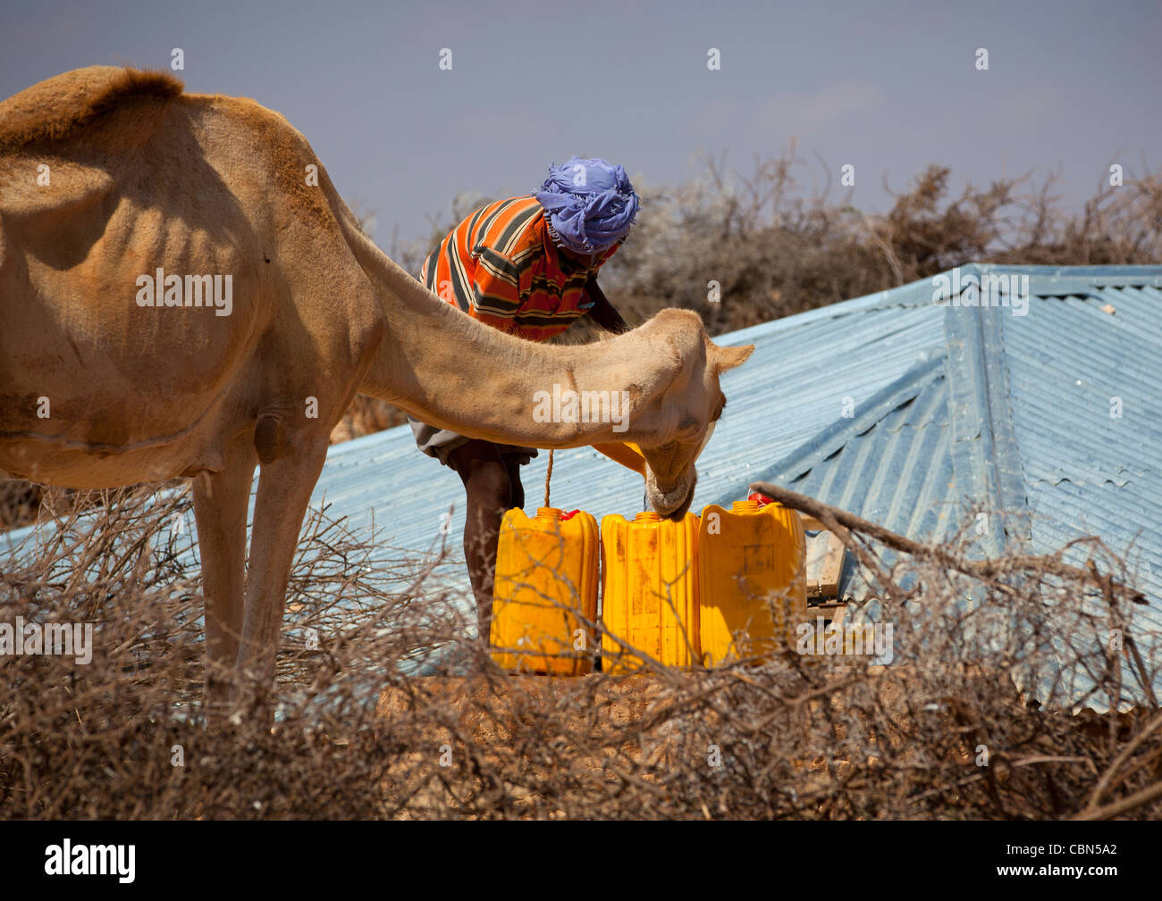 Camel drink hi-res stock photography and images - Alamy