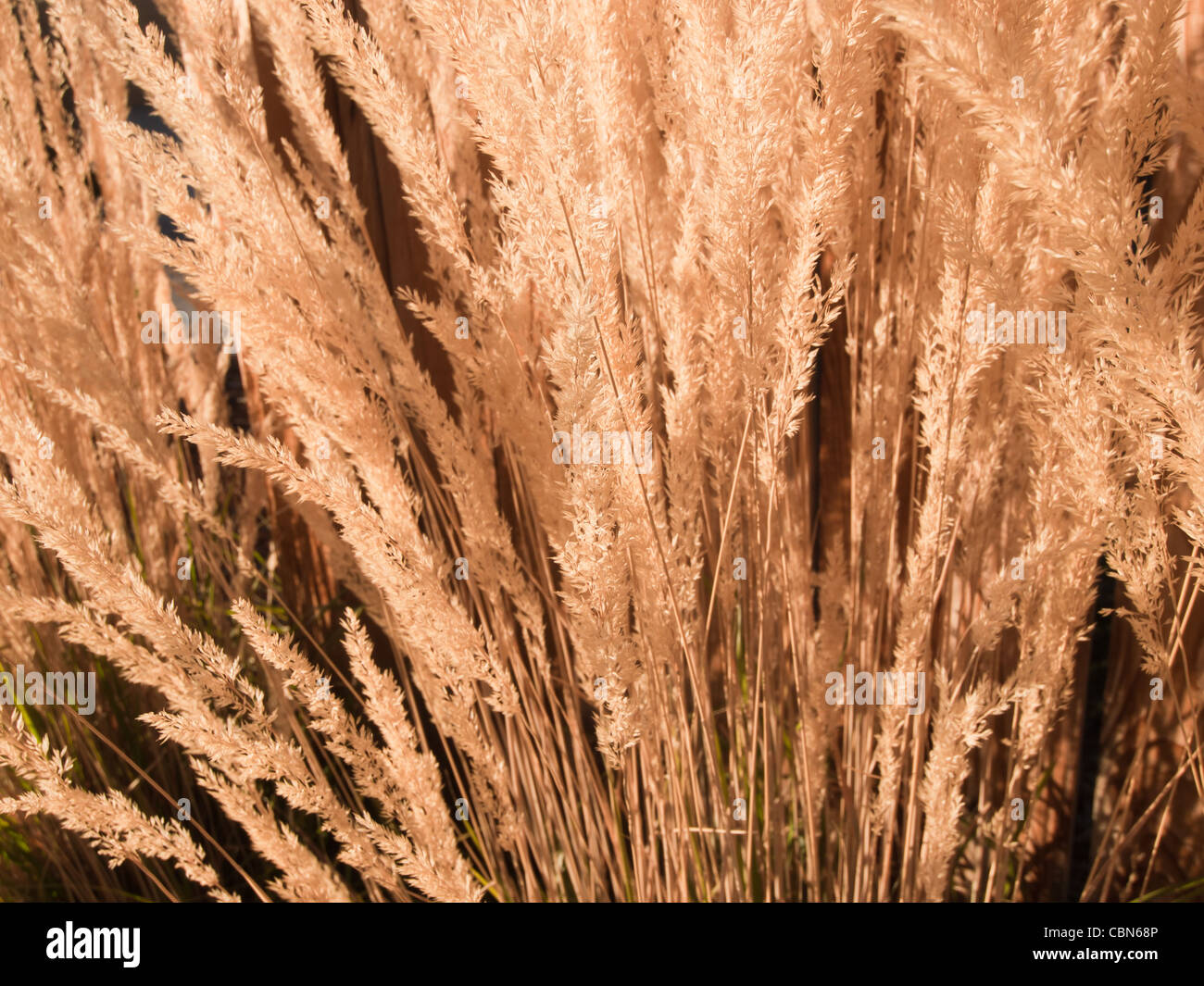 Feather reed grass Stock Photo - Alamy