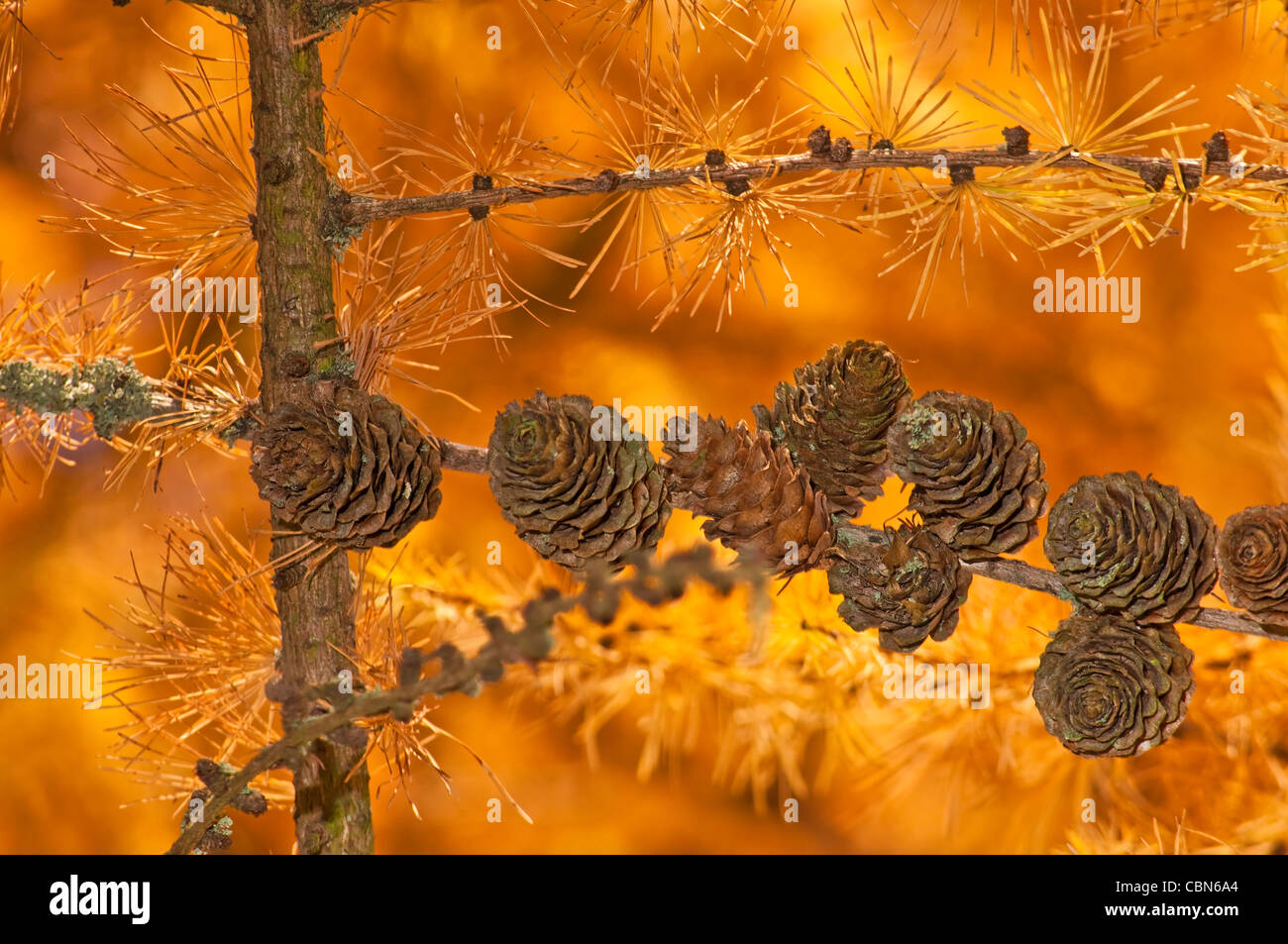 Autumnal larch tree larix hi-res stock photography and images - Alamy