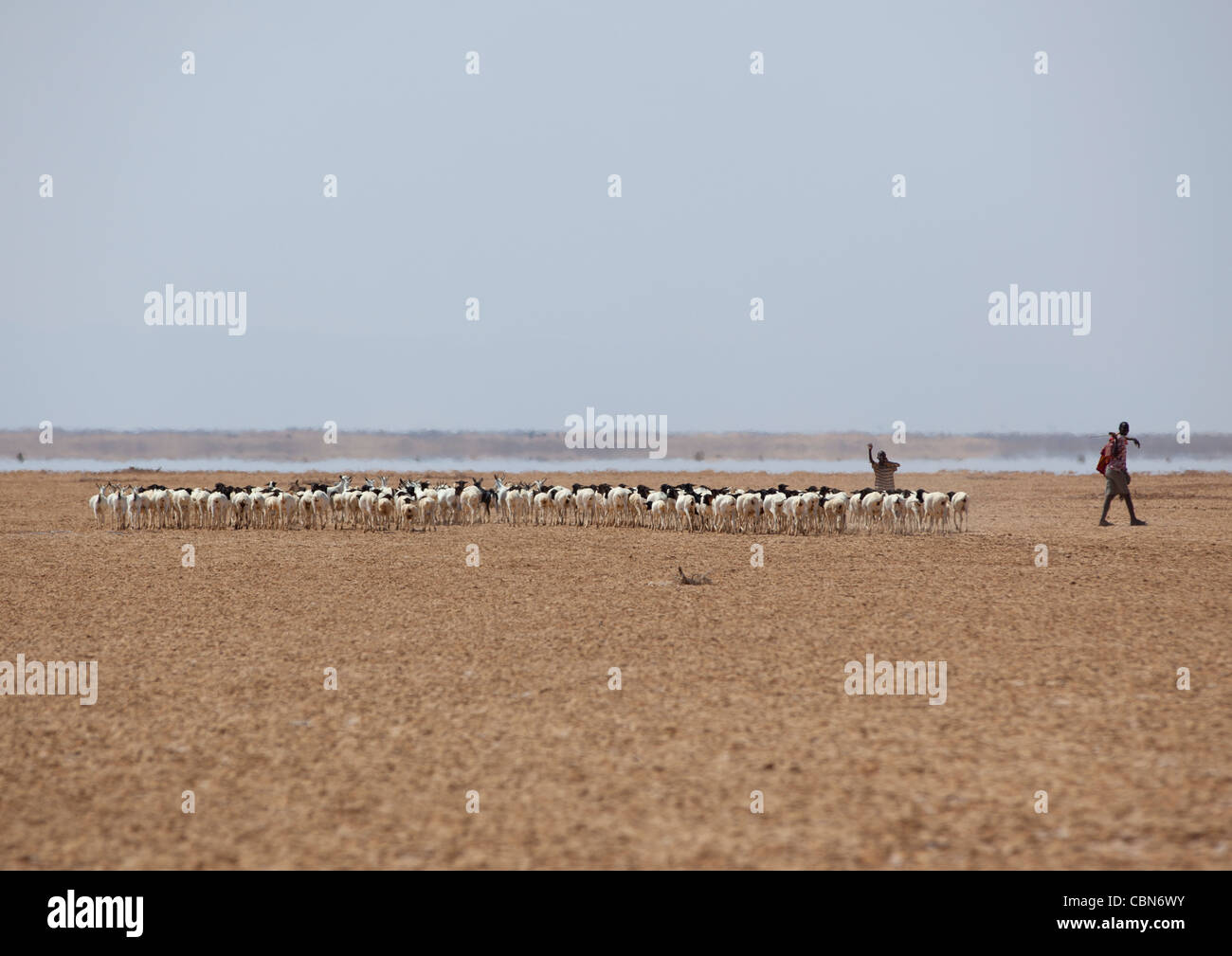 Black Man Leading The Goats Herd To The Water In Desert Place, Lughaya ...