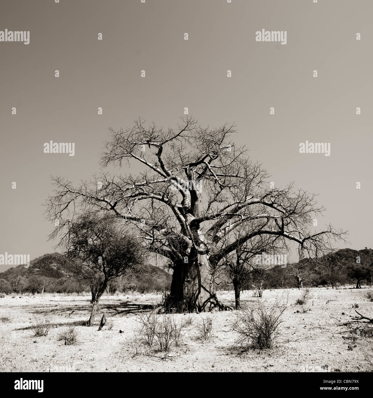 Angola tree hi-res stock photography and images - Alamy