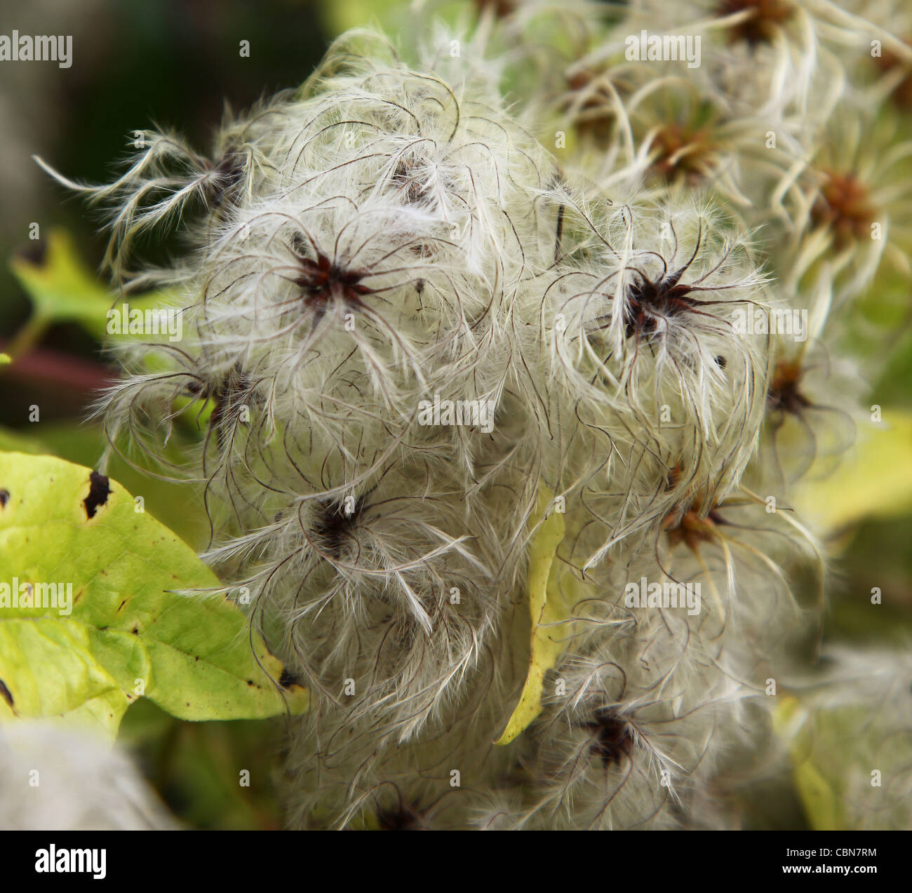 Clematis vitalba hi-res stock photography and images - Alamy