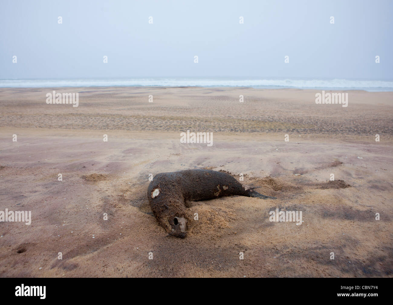 Dead Seal On The Beach, Tombwa Area, Angola Stock Photo - Alamy