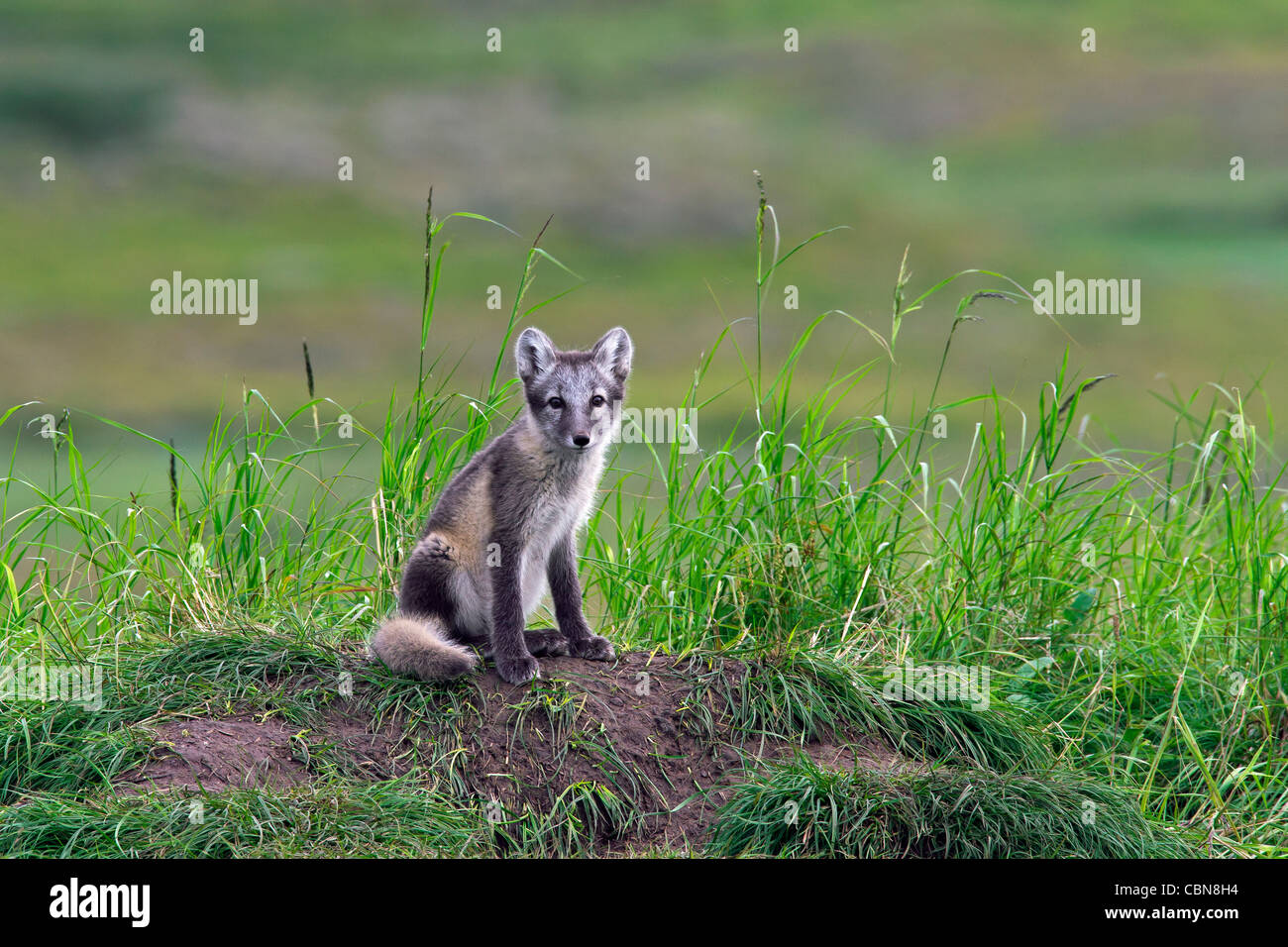 Arctic fox (Vulpes lagopus / Alopex lagopus) cub at den on the tundra ...