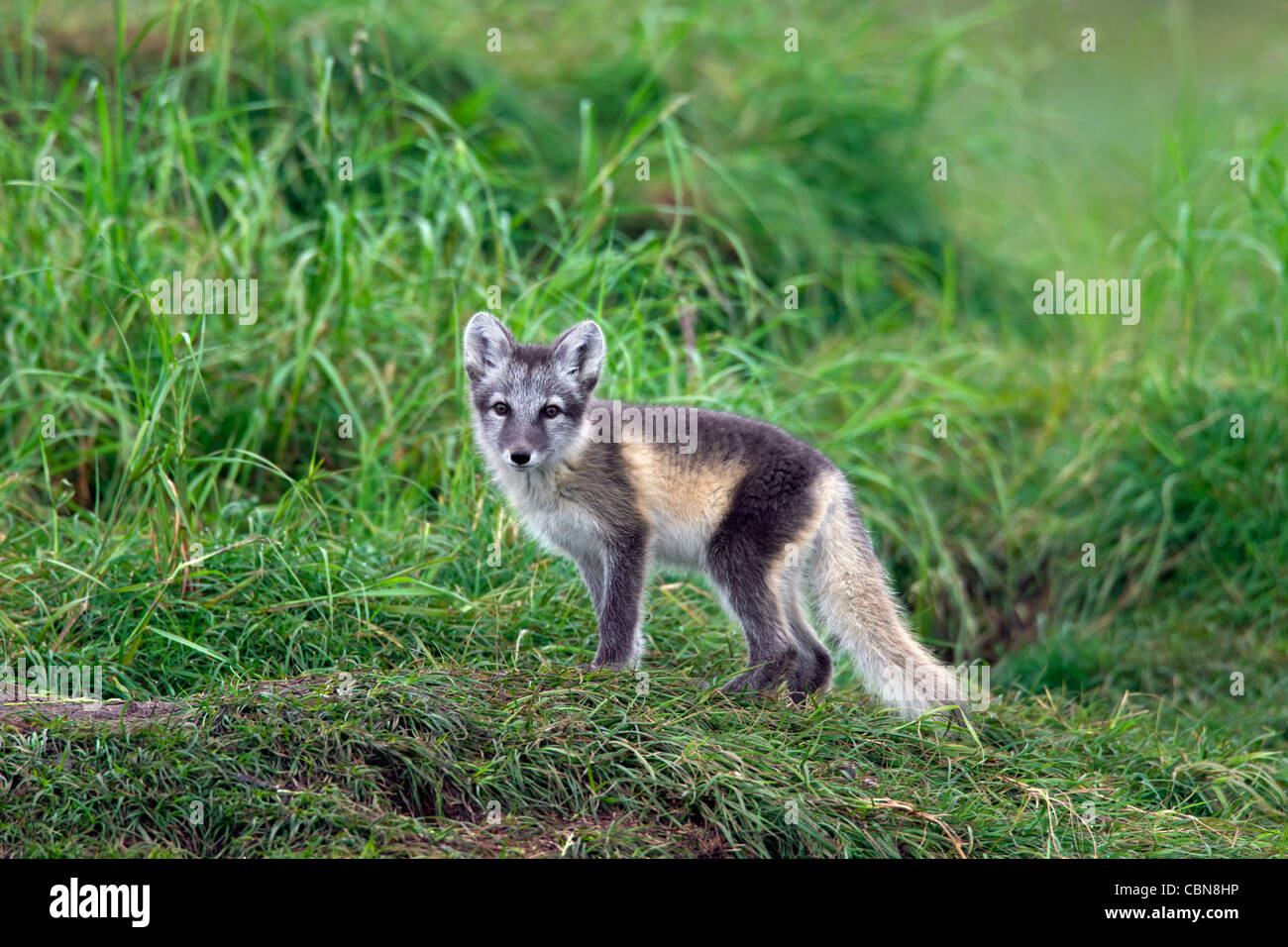 Arctic fox (Vulpes lagopus / Alopex lagopus) cub at den on the tundra ...