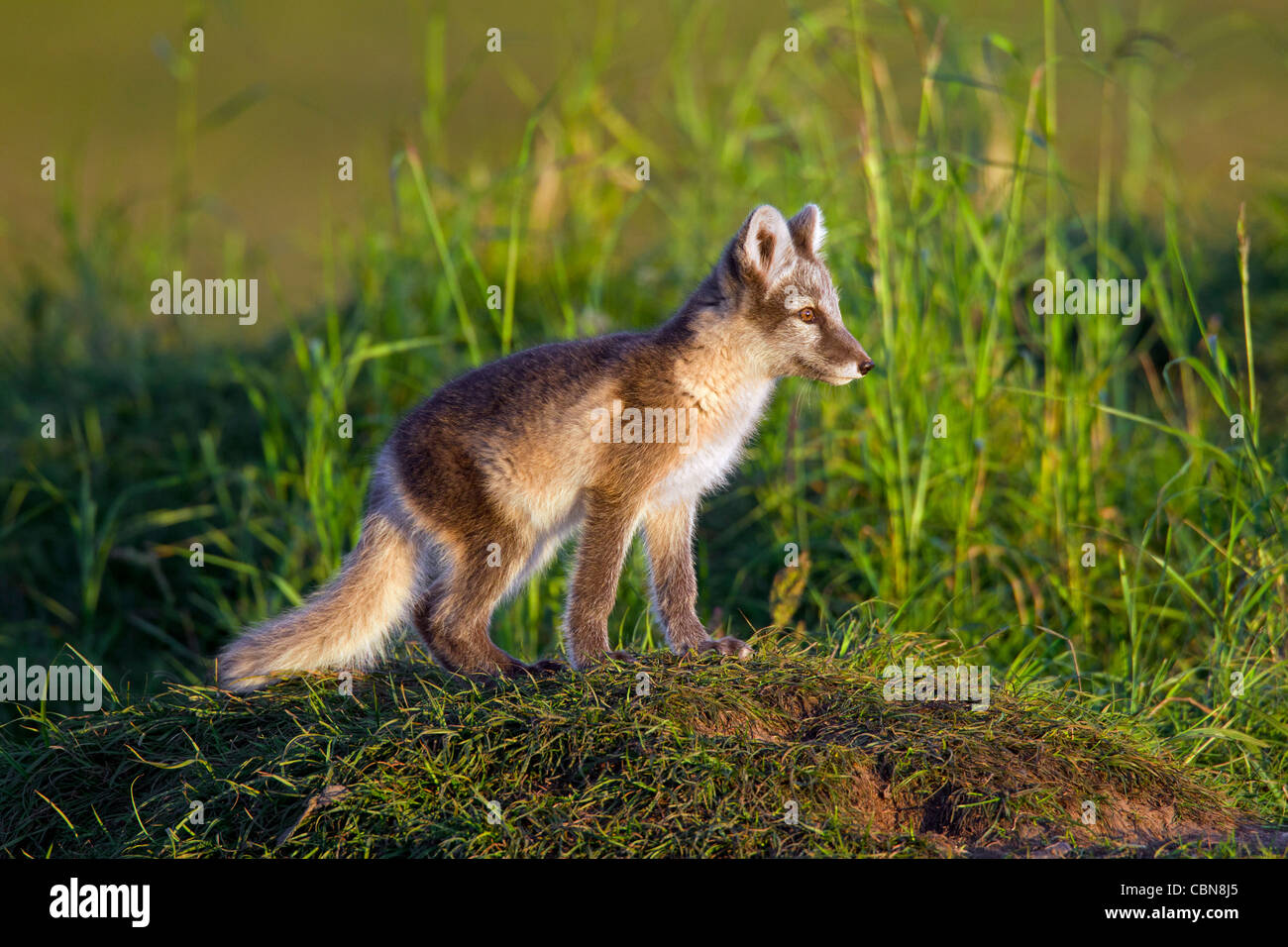 Arctic fox (Vulpes lagopus / Alopex lagopus) cub at den on the tundra ...