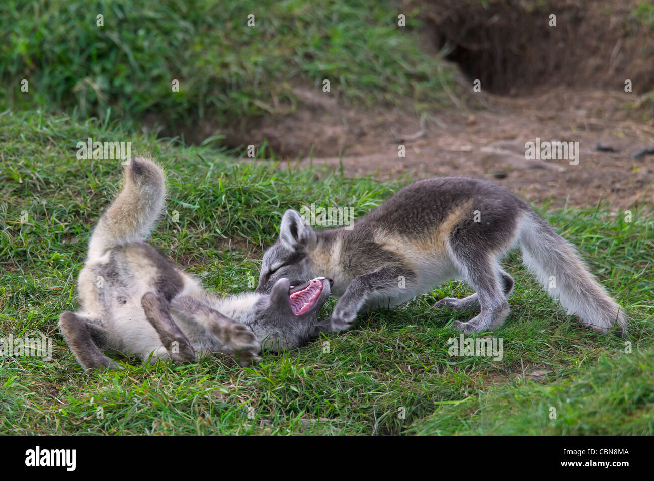 Arctic fox (Vulpes lagopus / Alopex lagopus) cubs play fighting at den ...
