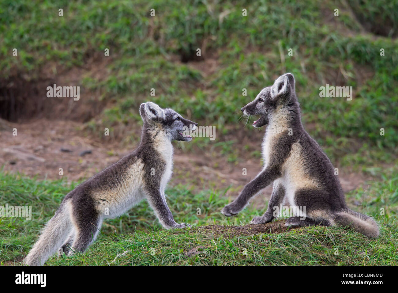 Arctic fox (Vulpes lagopus / Alopex lagopus) cubs play fighting at den ...