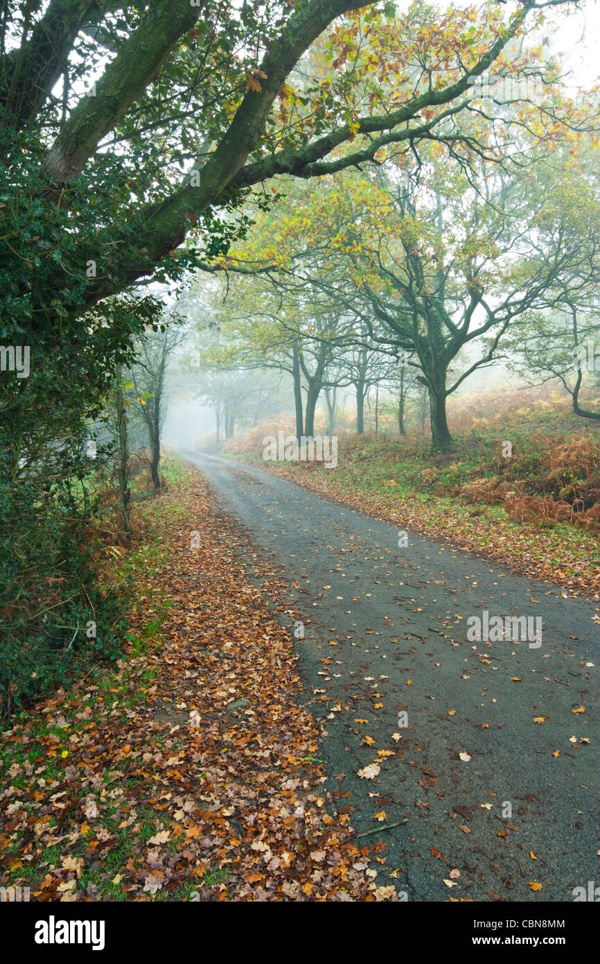 May Hill Autumn Stock Photo - Alamy
