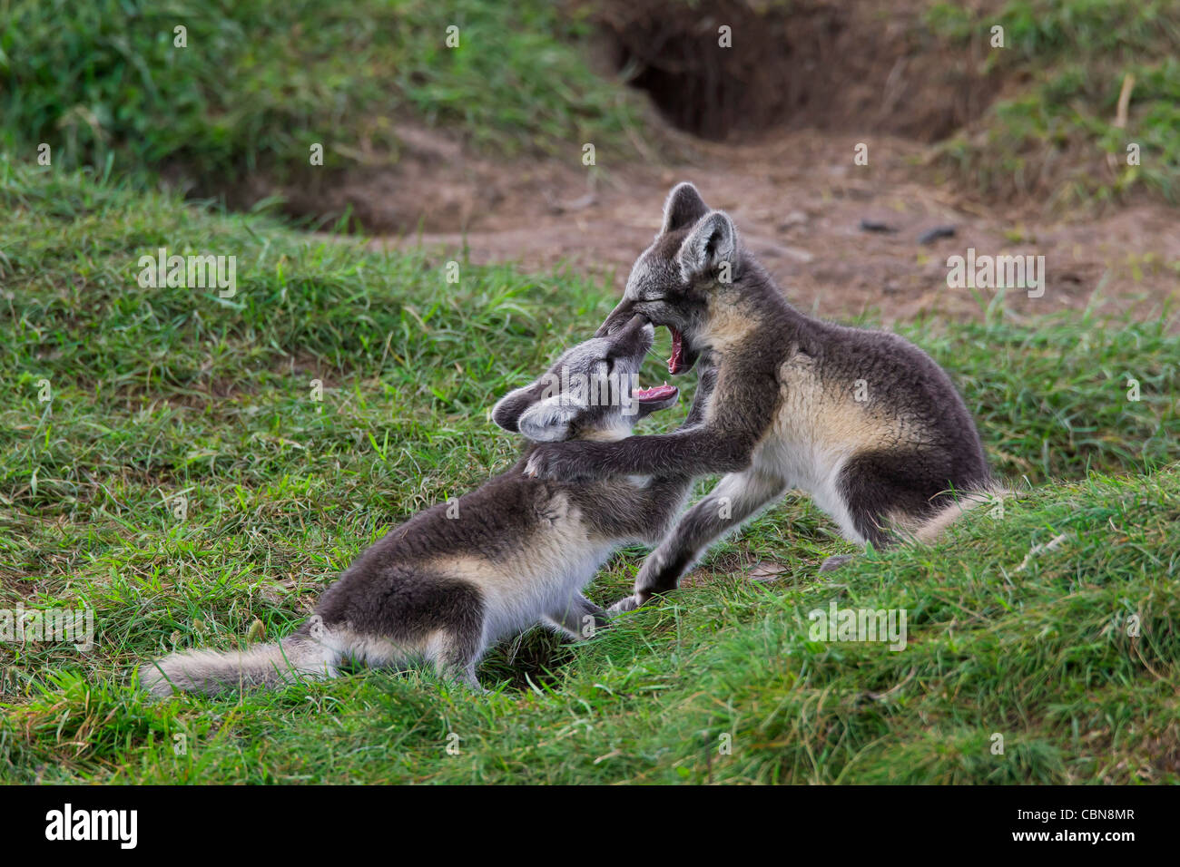 Arctic fox (Vulpes lagopus / Alopex lagopus) cubs play fighting at den ...