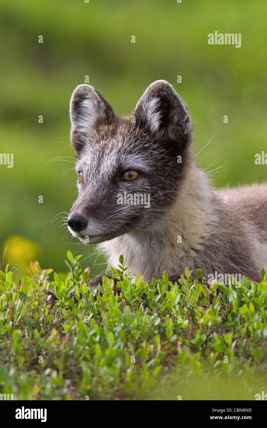 Close-up of Arctic fox (Vulpes lagopus / Alopex lagopus) on the tundra ...