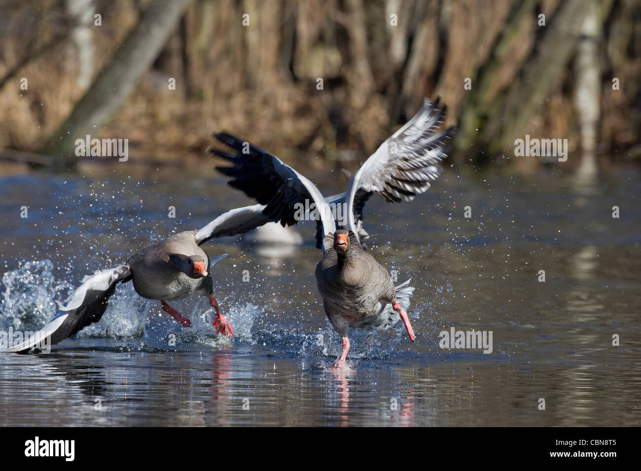 Greylag goose / graylag goose (Anser anser) chasing competitor away ...