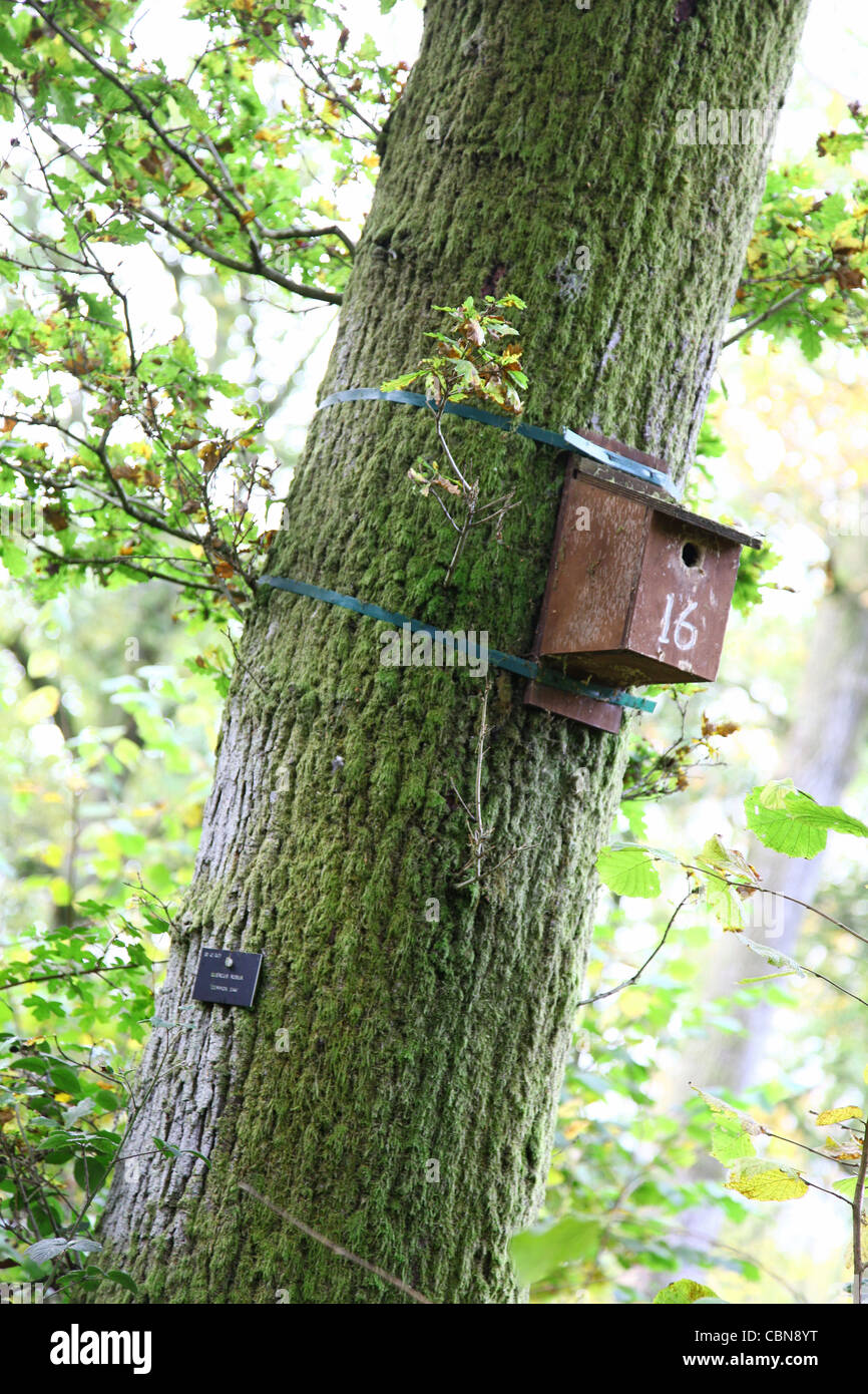 Bird box on a tree Westonbirt Arboretum, The National Arboretum, is ...