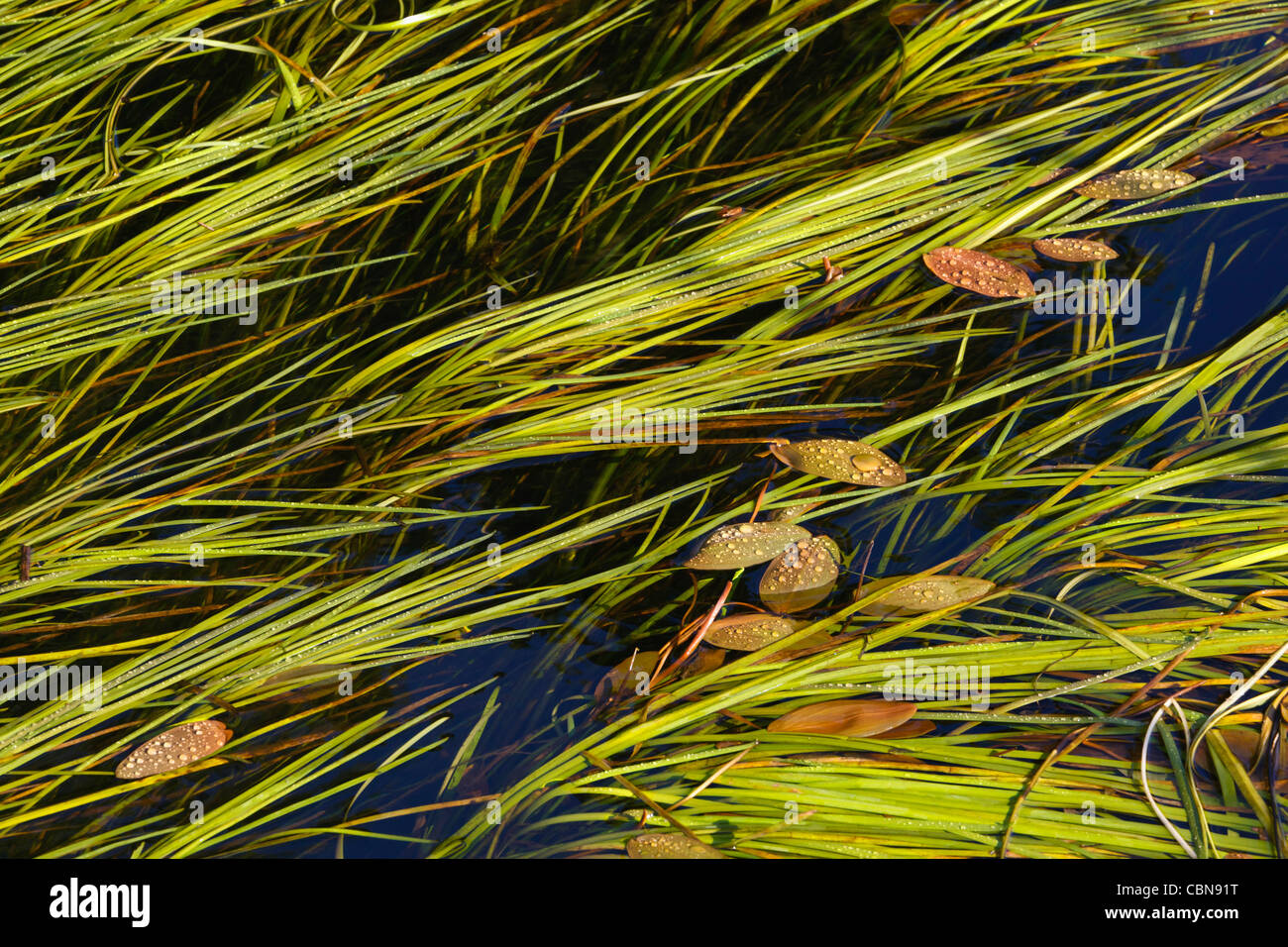 River weeds hi-res stock photography and images - Alamy