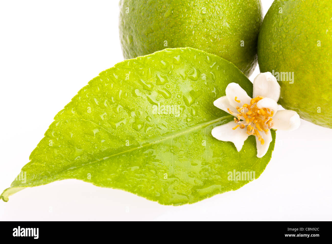 Citrus flower hi-res stock photography and images - Alamy