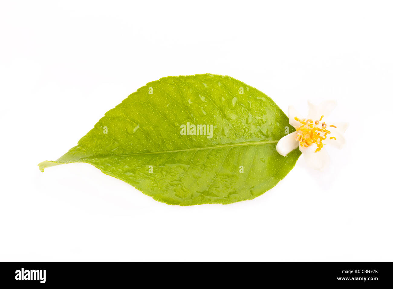Lemon Leaf Information