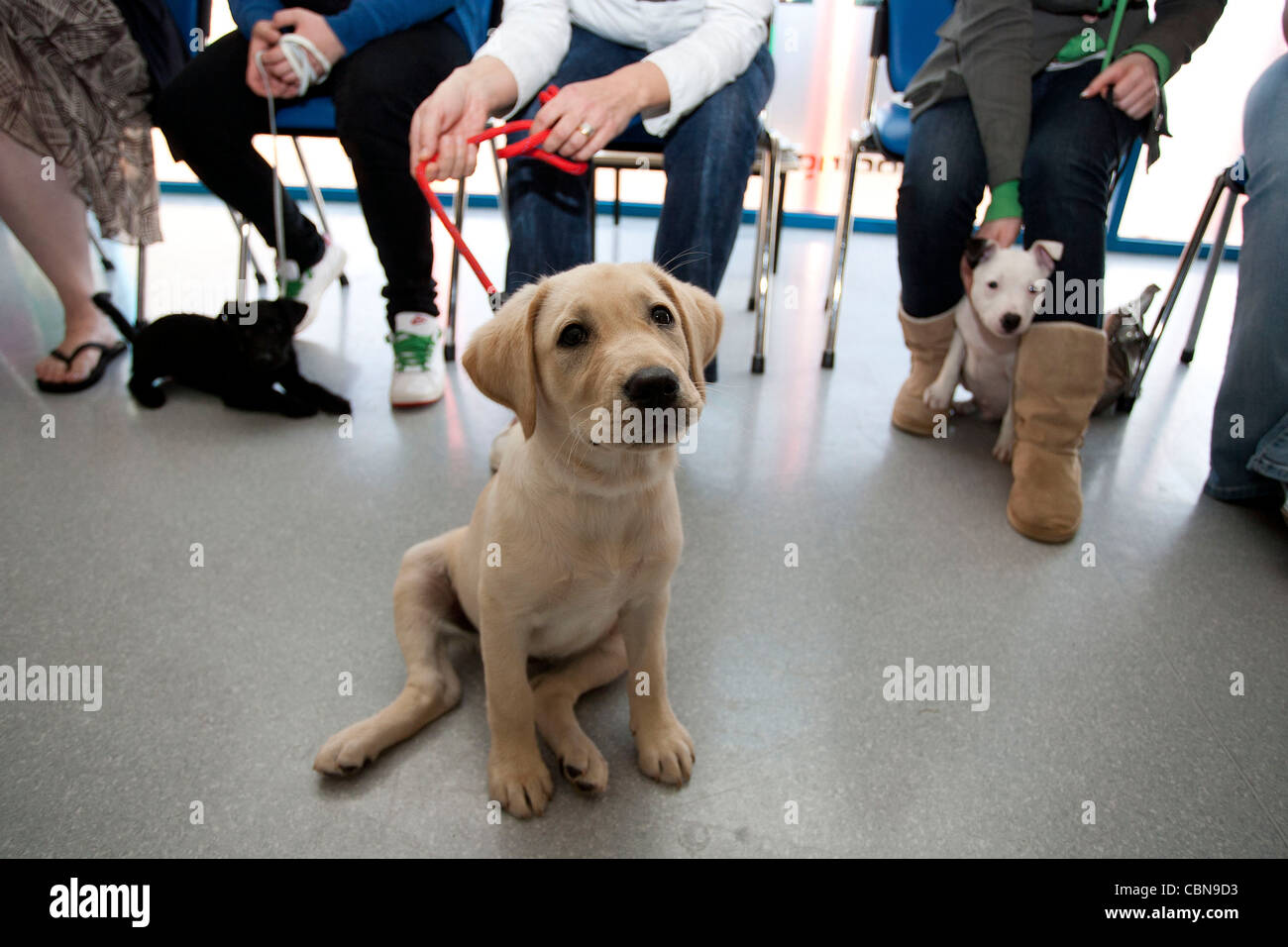 Dog veterinary waiting room hi-res stock photography and images - Alamy