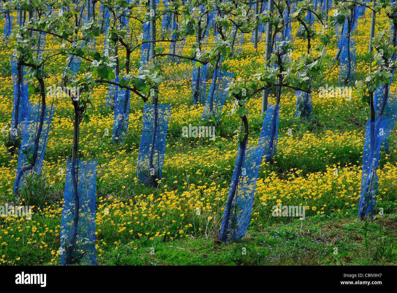 Spring of the vineyard hi-res stock photography and images - Alamy