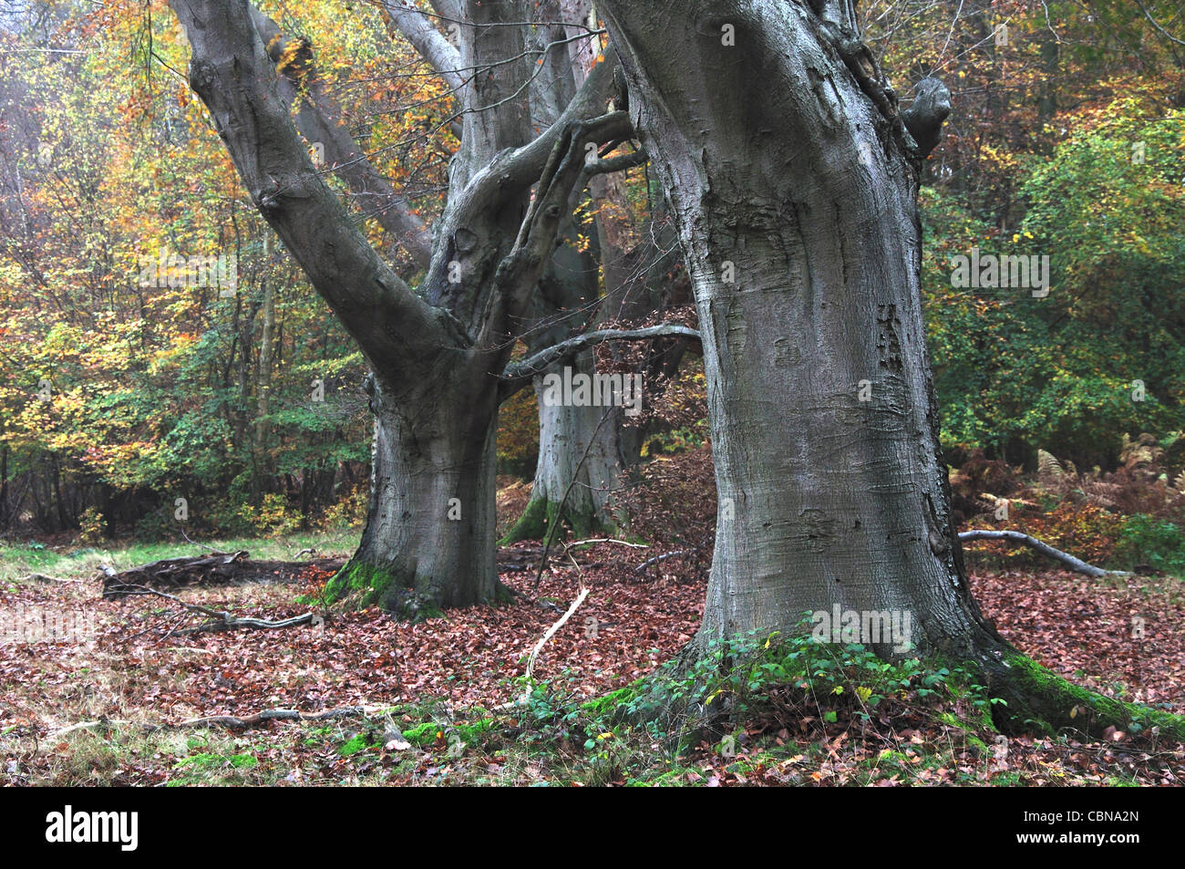 Golden beech trees hi-res stock photography and images - Alamy