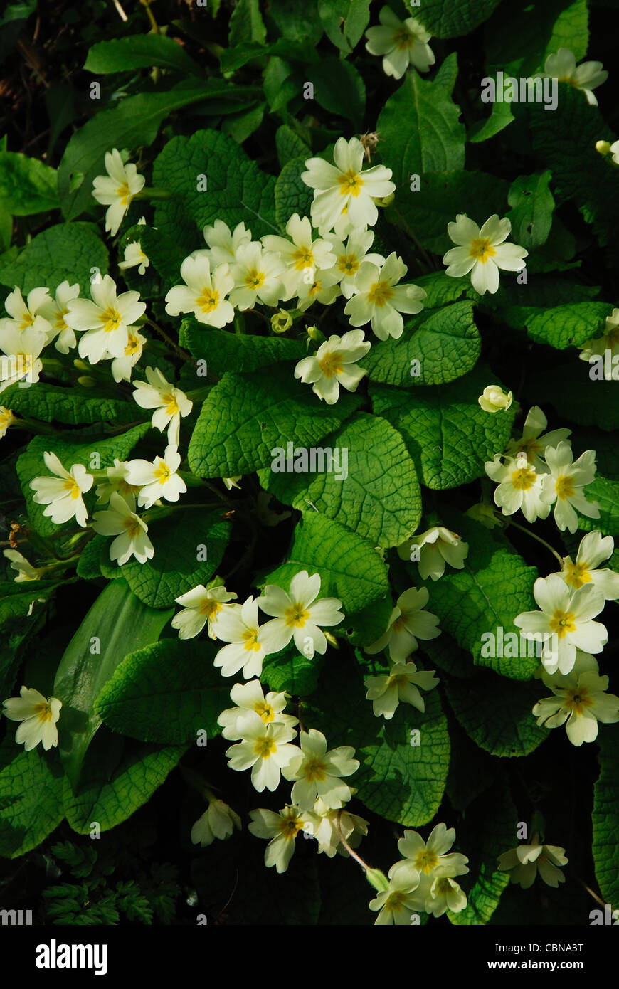 A hedgerow bank full of primroses in Spring UK Stock Photo - Alamy