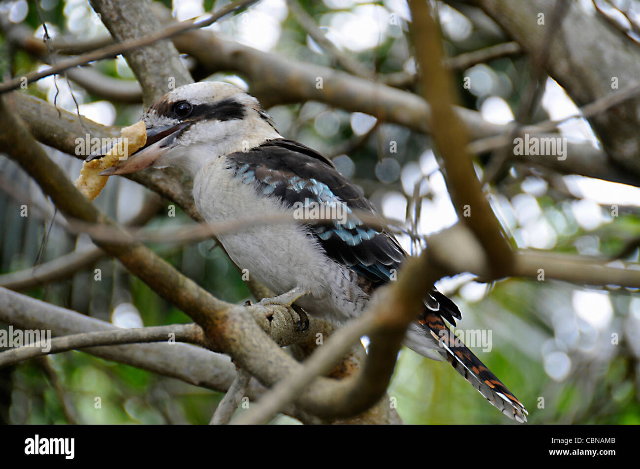 A Laughing Kookaburra in a tree in Sydney, New South Wales, Australia ...
