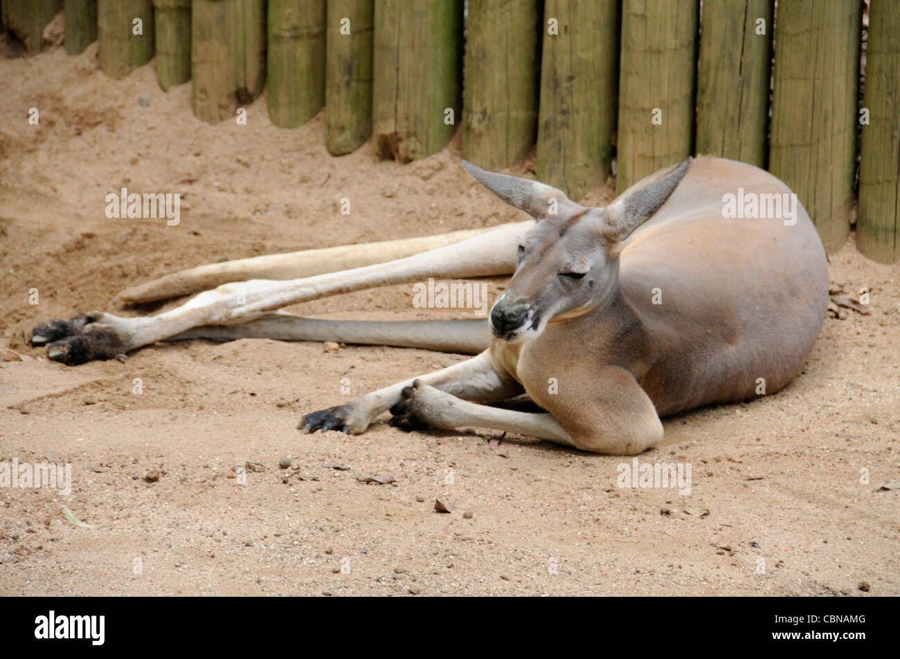 Red kanagroo hi-res stock photography and images - Alamy
