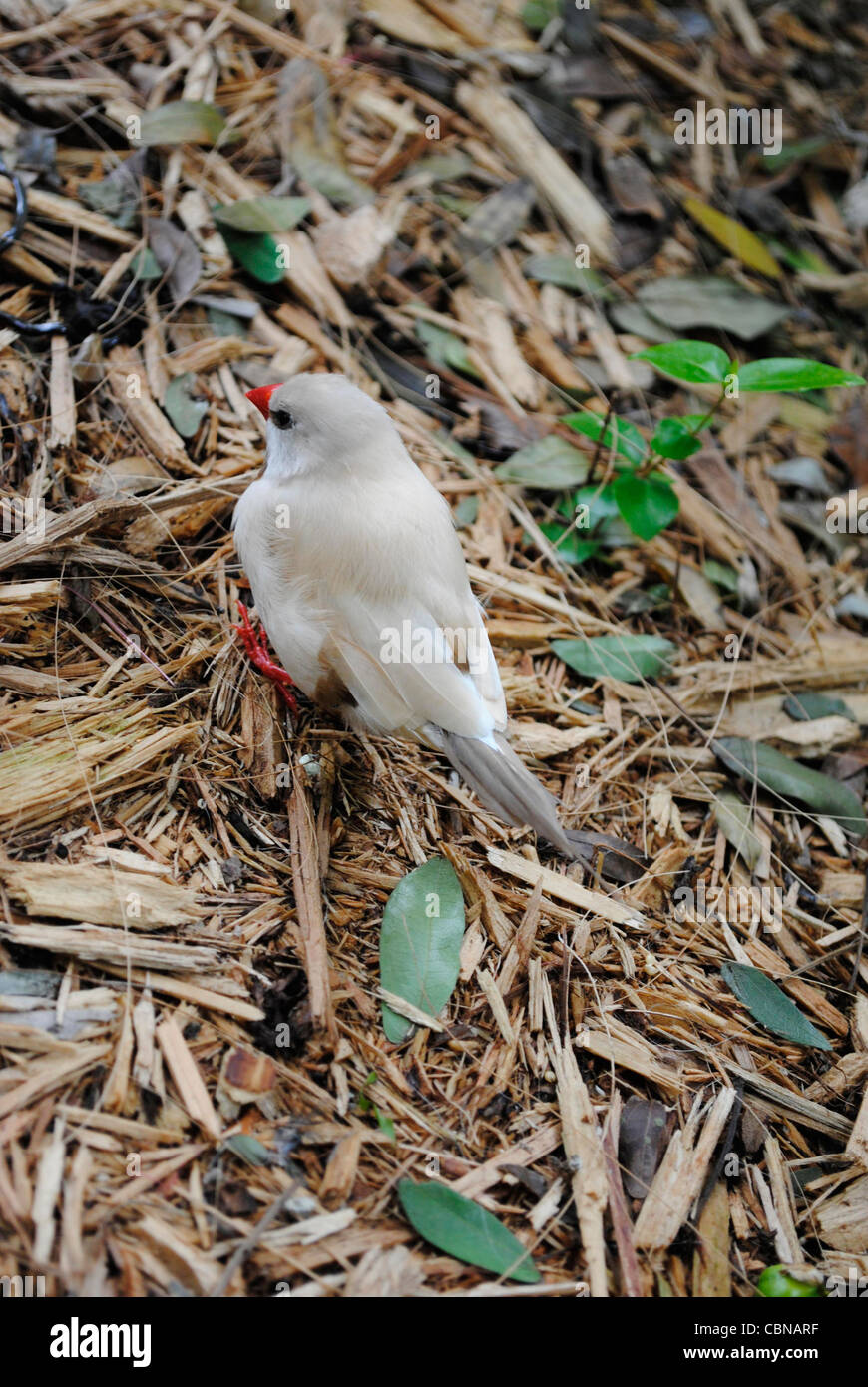 Fawn Shaft-tail Finch Latin name Poephila acuticauda Stock Photo - Alamy