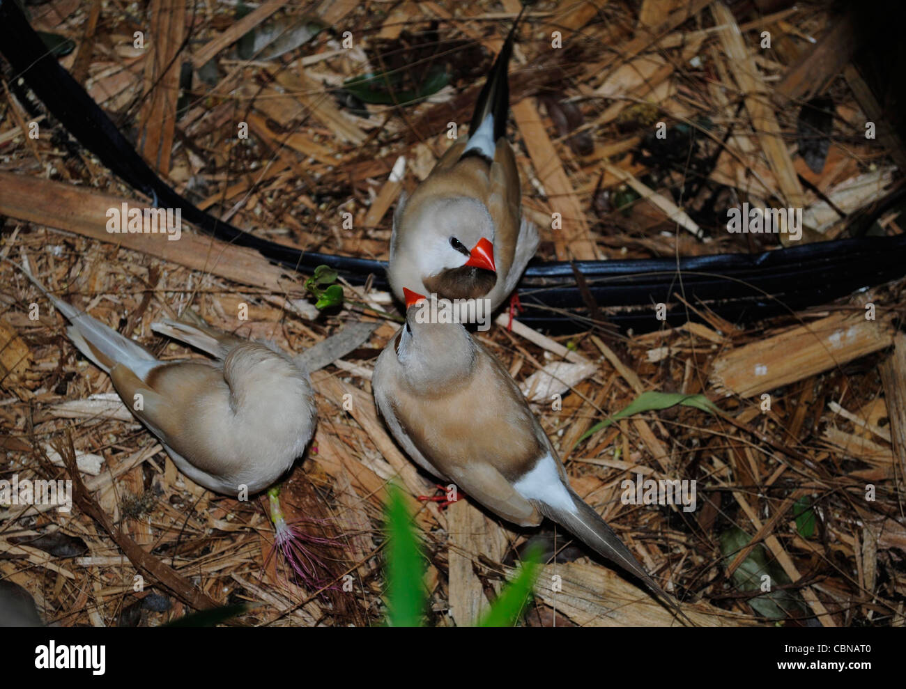 Fawn Shaft-tail Finch trio Latin name Poephila acuticauda Stock Photo ...