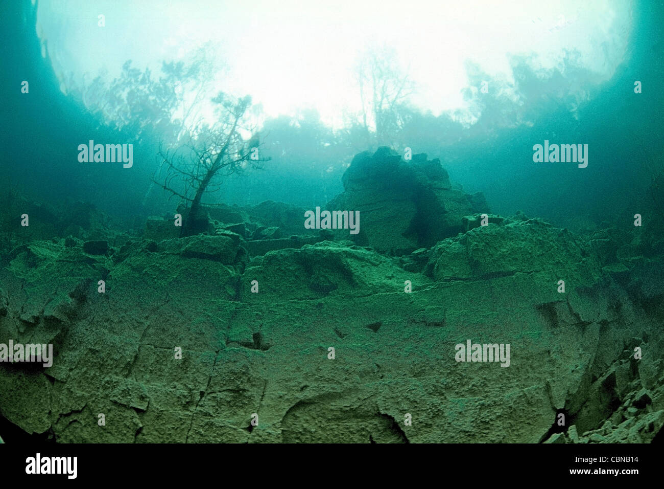 The flooded wood Stock Photo - Alamy