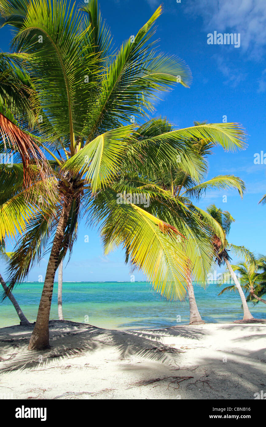 Beautiful palm on tropical beach, caribbean sea Stock Photo - Alamy