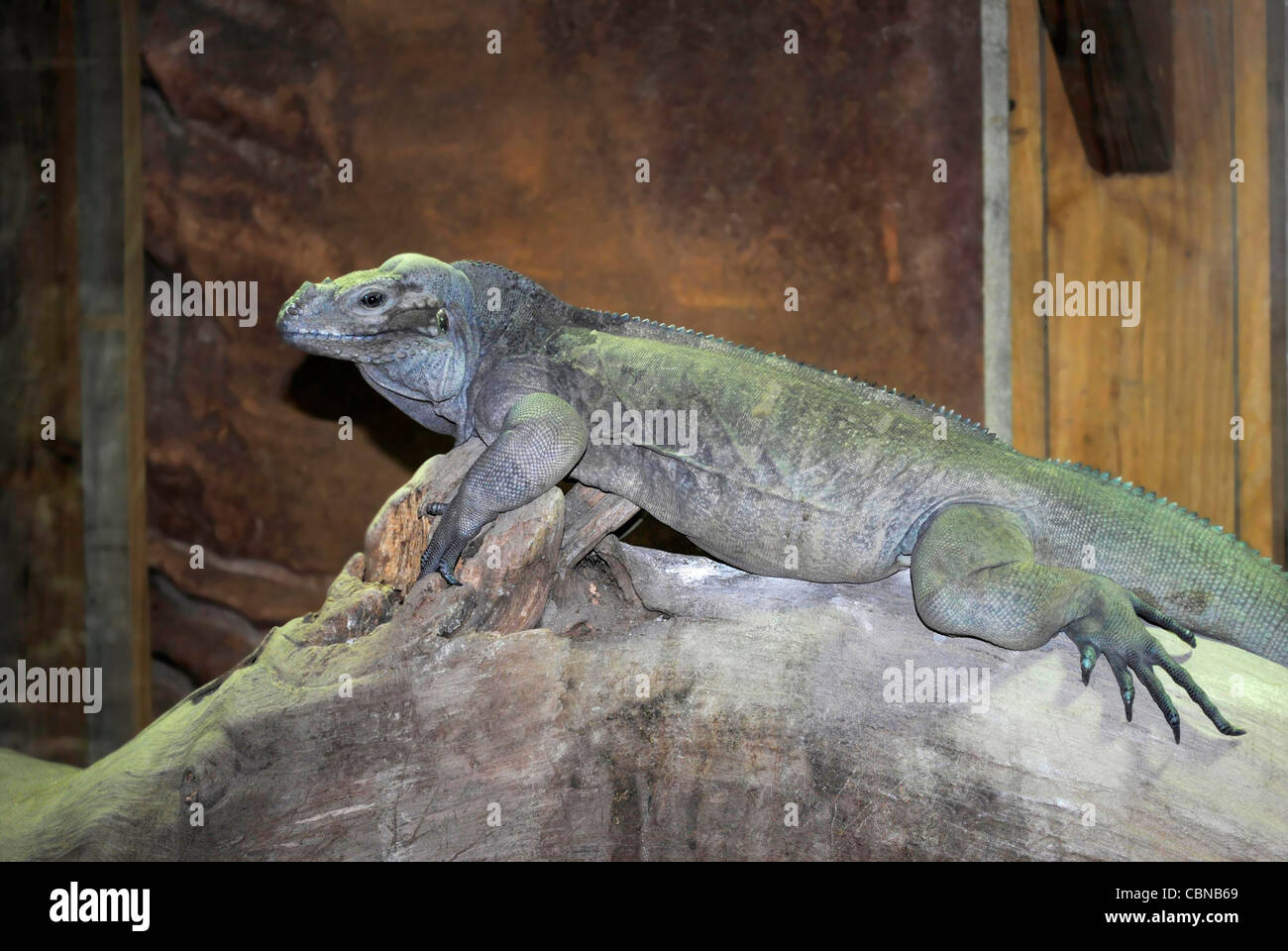 Grey reptiles hi-res stock photography and images - Alamy