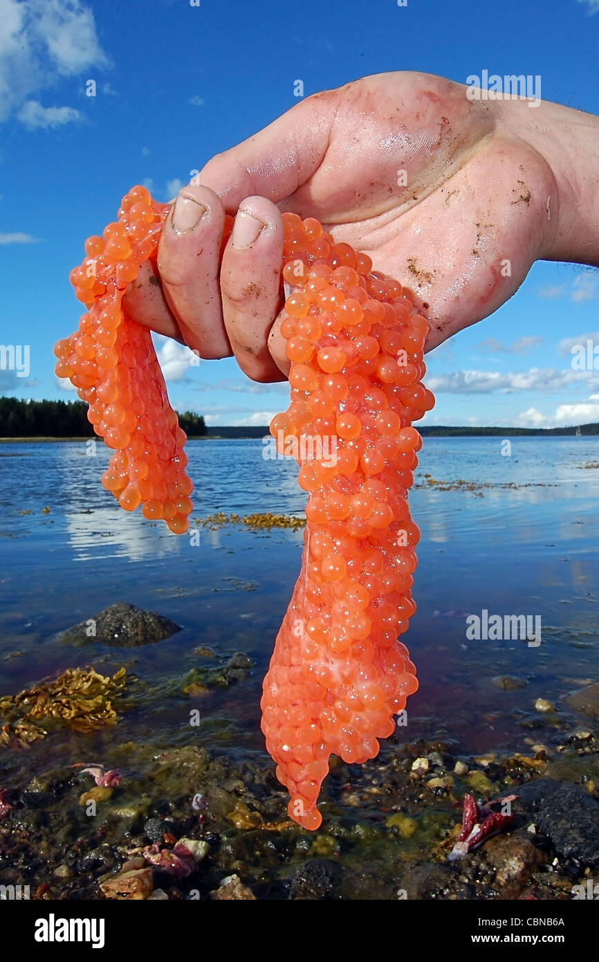 red caviar in hand, Arctic, Russian Federation (Russia Stock Photo - Alamy