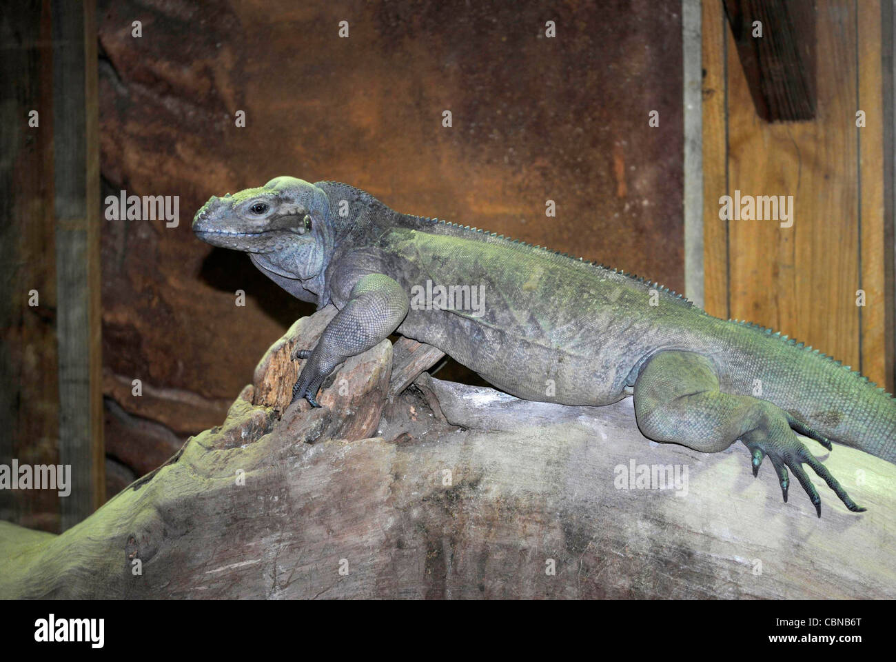 Grey lizards hi-res stock photography and images - Alamy