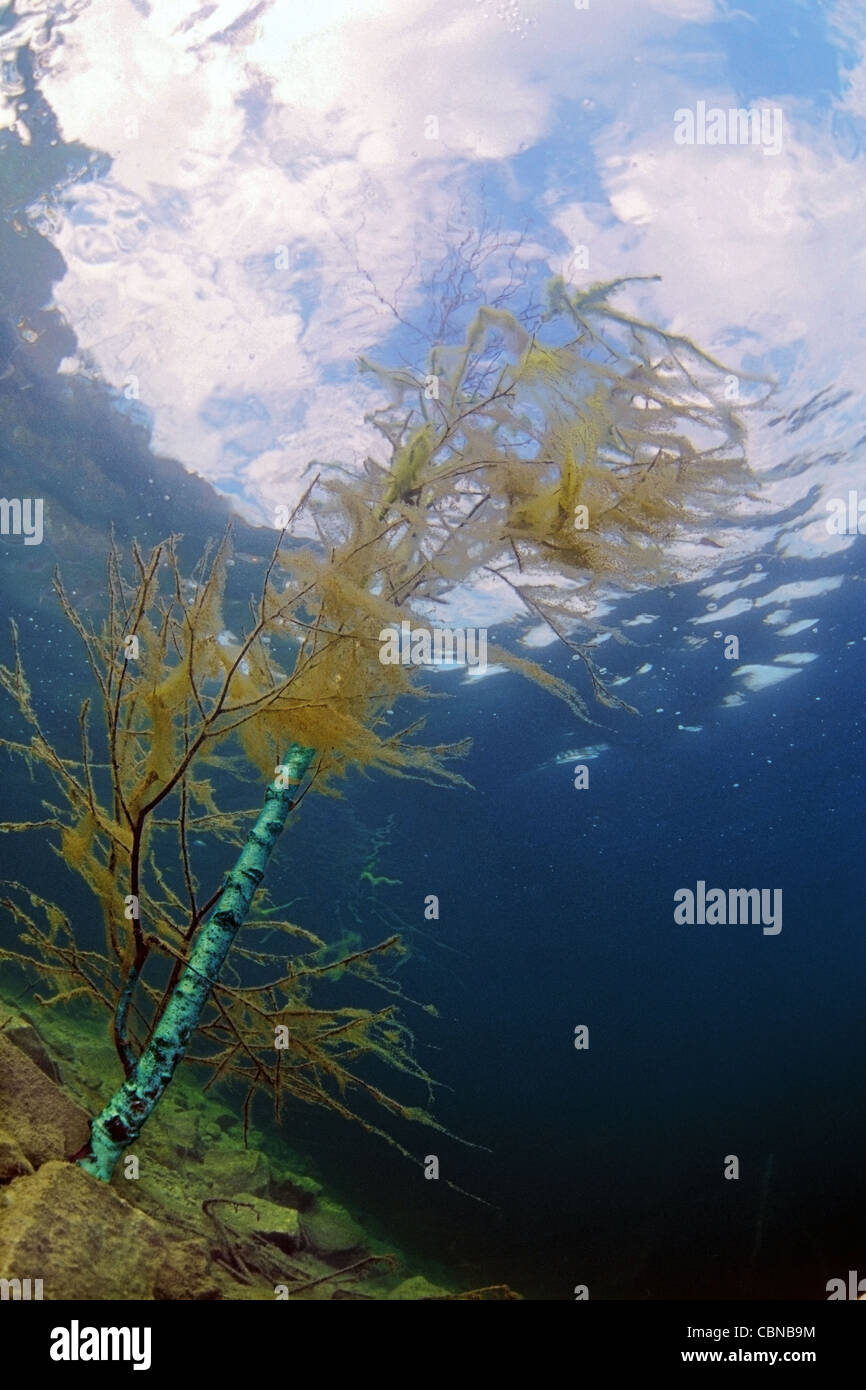 In the flooded wood Stock Photo - Alamy