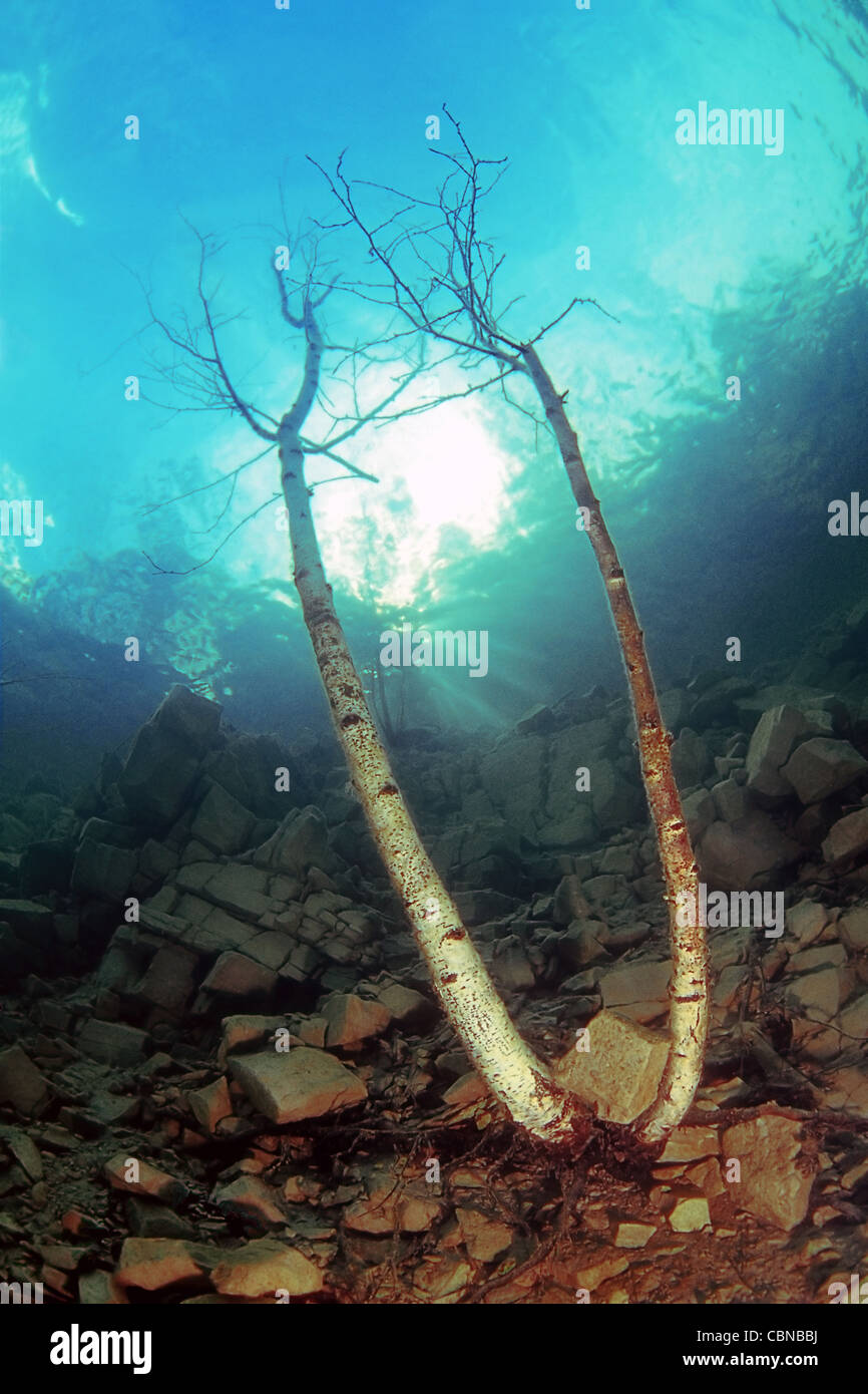 In the flooded wood Stock Photo - Alamy