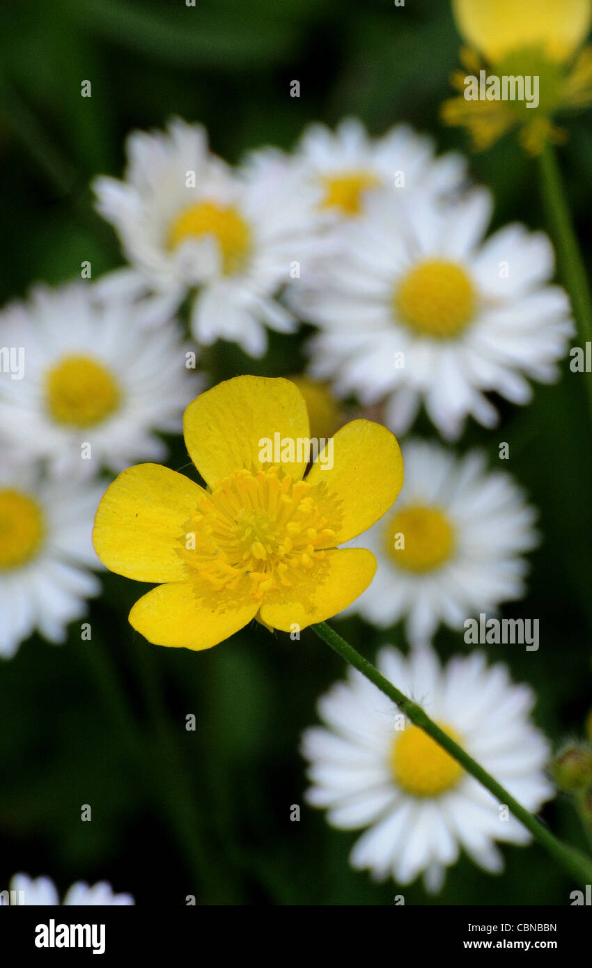 BUTTERCUP AND DAISIES Stock Photo - Alamy