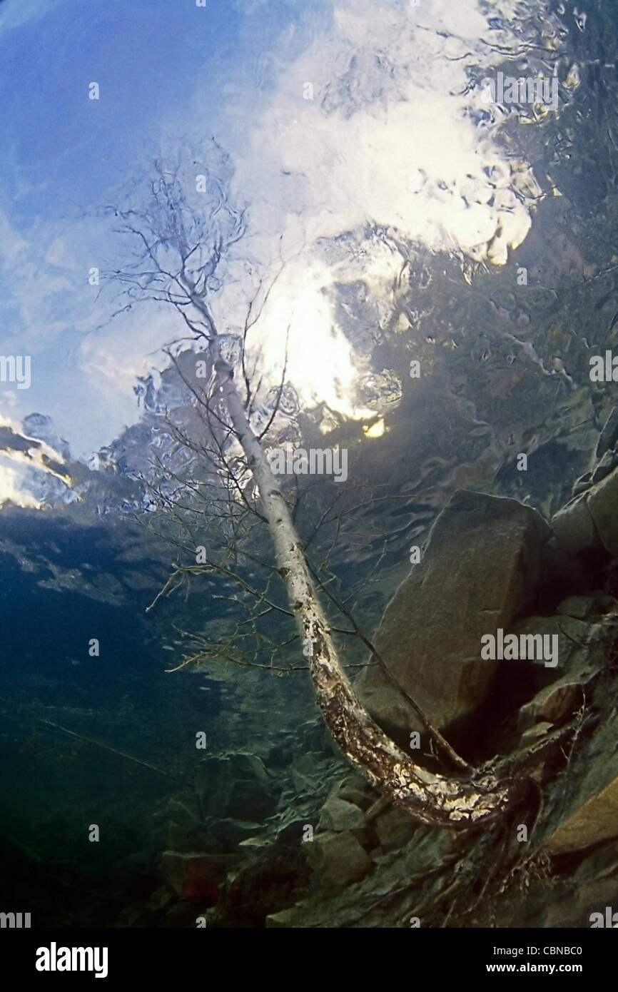 In the flooded wood Stock Photo - Alamy