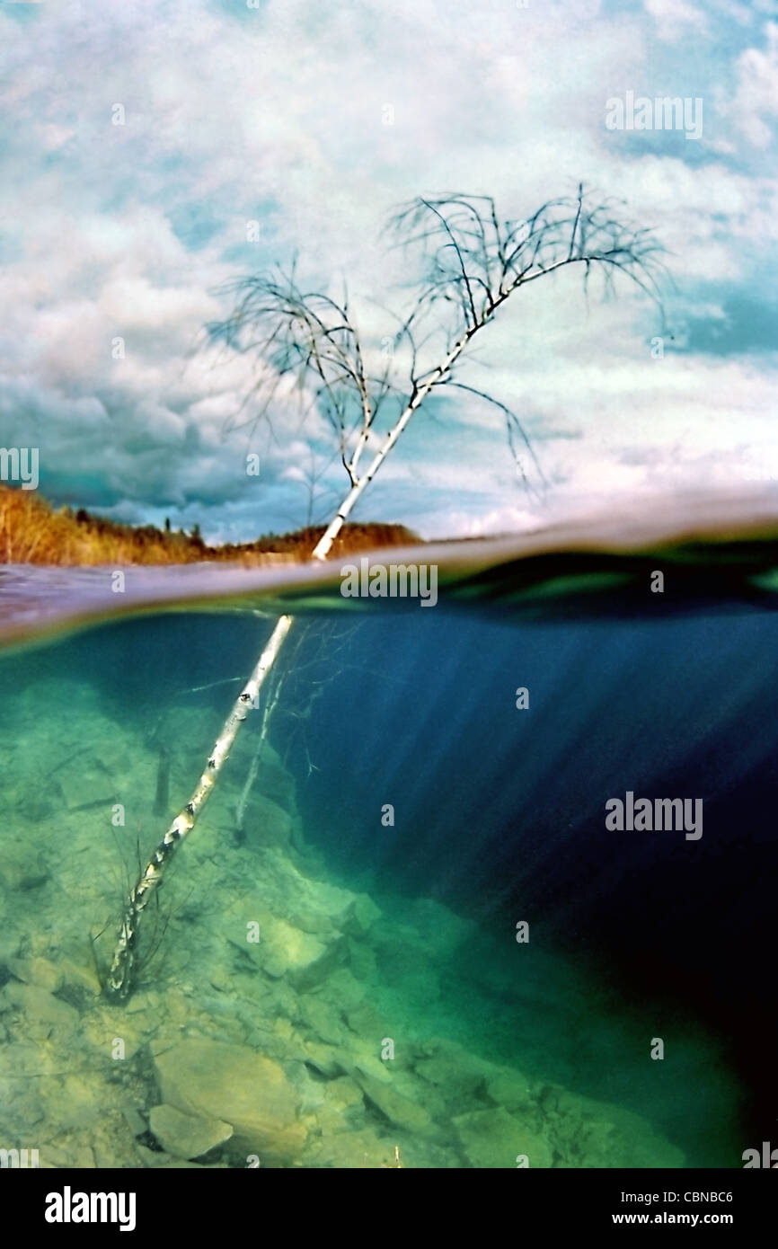 split level, In the flooded wood Stock Photo - Alamy