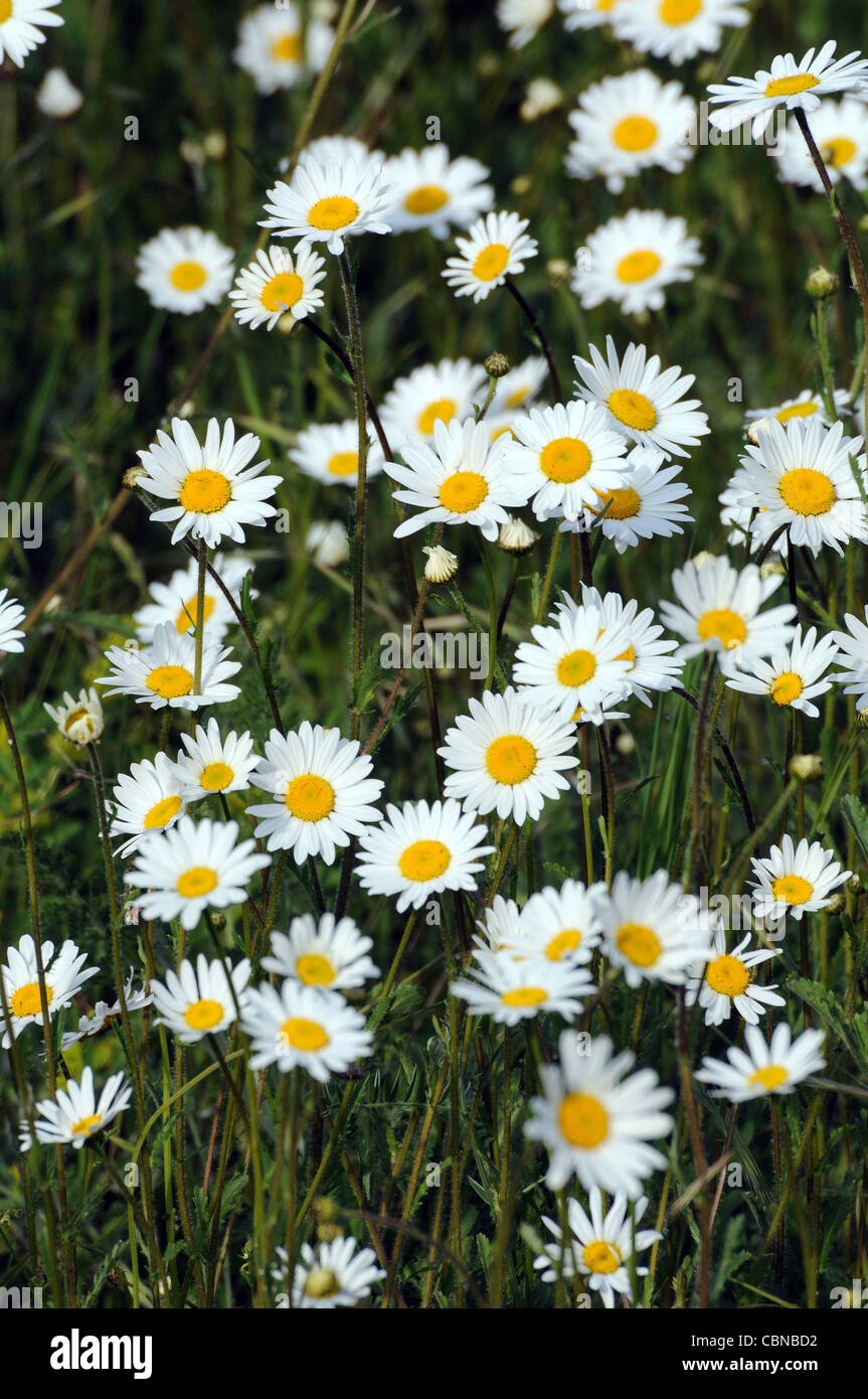 Daisy weeds hi-res stock photography and images - Alamy