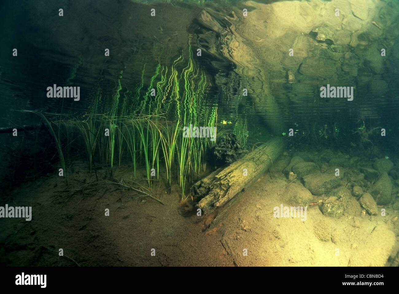 The flooded wood Stock Photo - Alamy