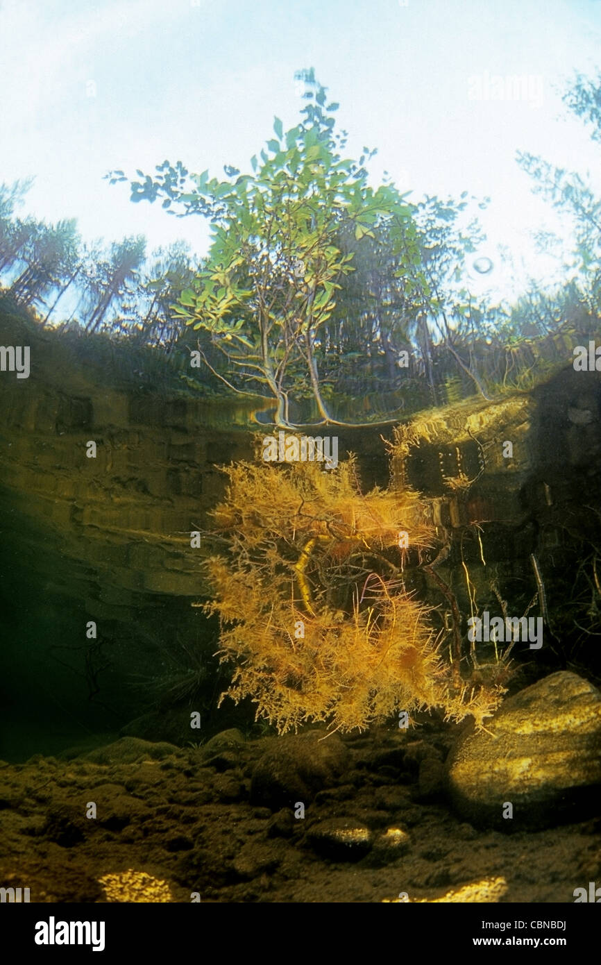 The flooded wood Stock Photo - Alamy