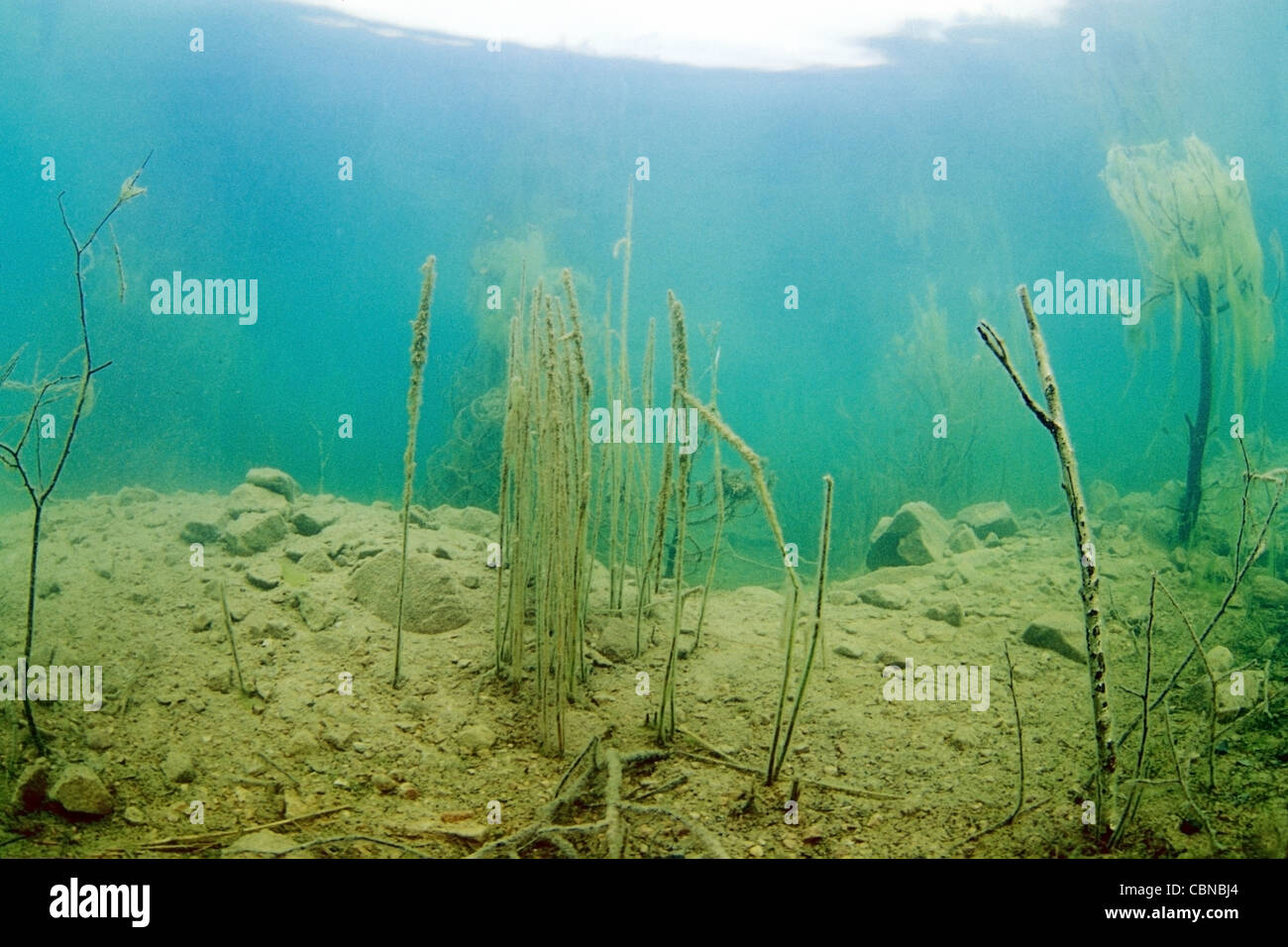 The flooded wood Stock Photo - Alamy