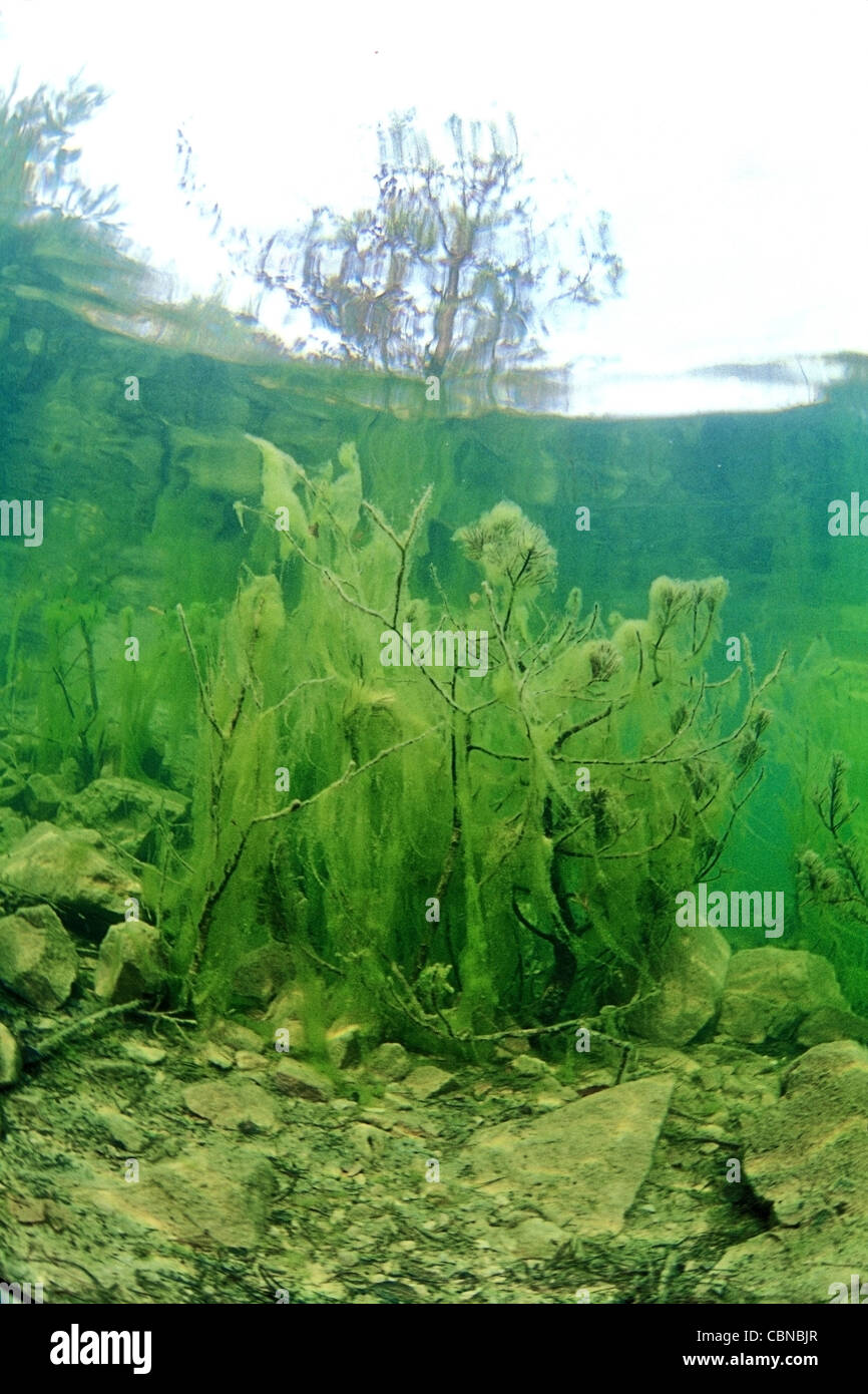 The flooded wood Stock Photo - Alamy