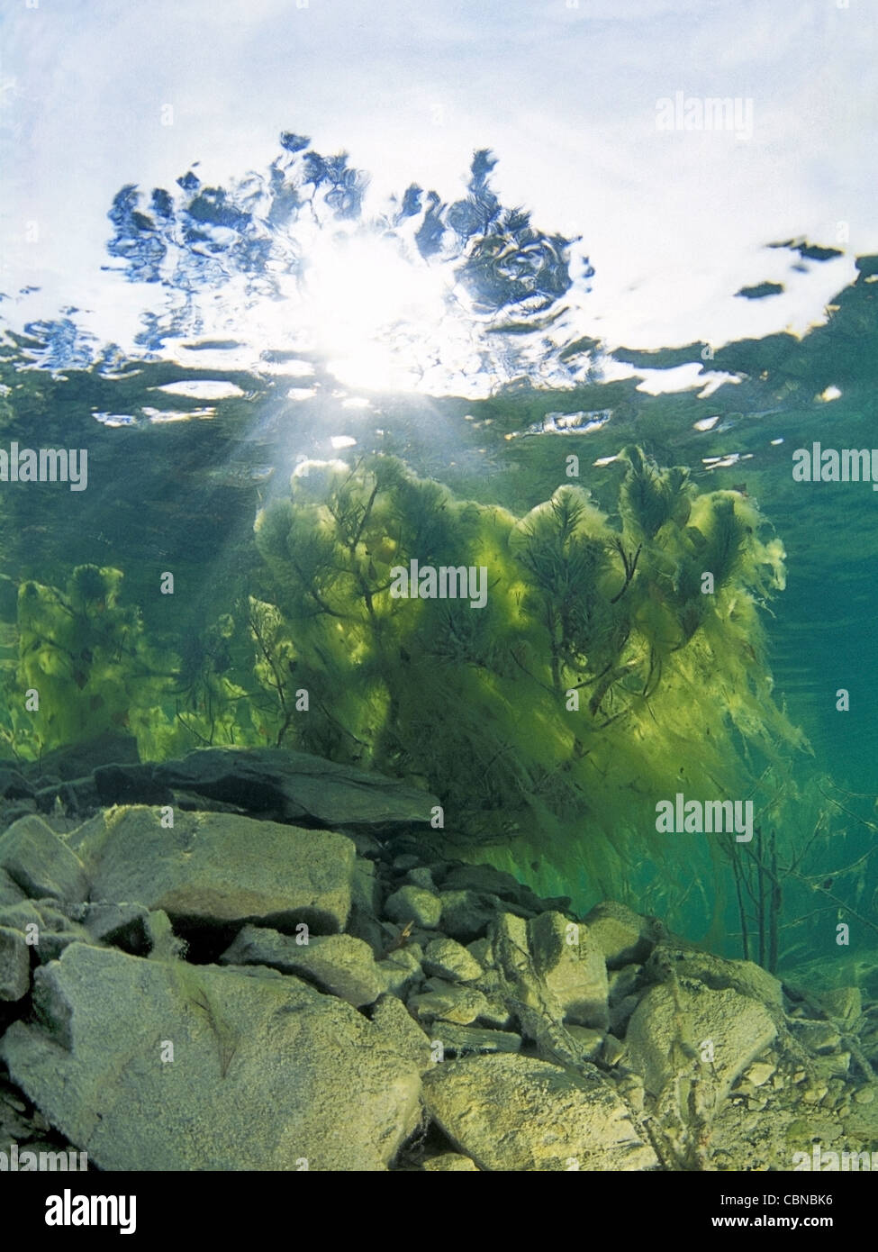 Pine trre underwater in sunrays background, flooded wood Stock Photo ...